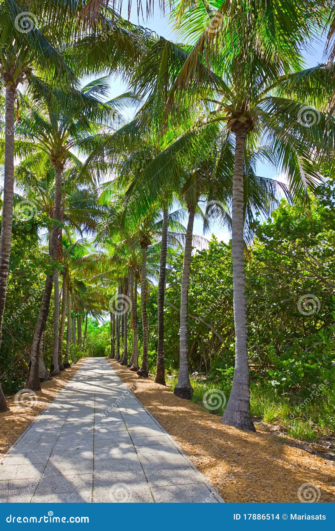 Palm Trees Alley, Key Biscayne Stock Photo - Image of silhouette, palm ...
