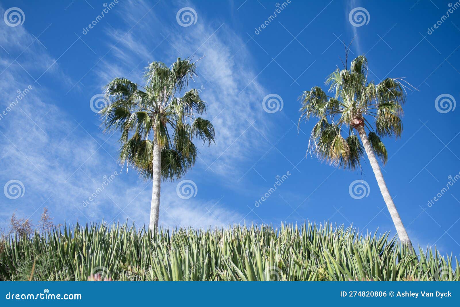 Palm Trees and Aloe Plants Against a Blue Sky Stock Photo - Image of ...