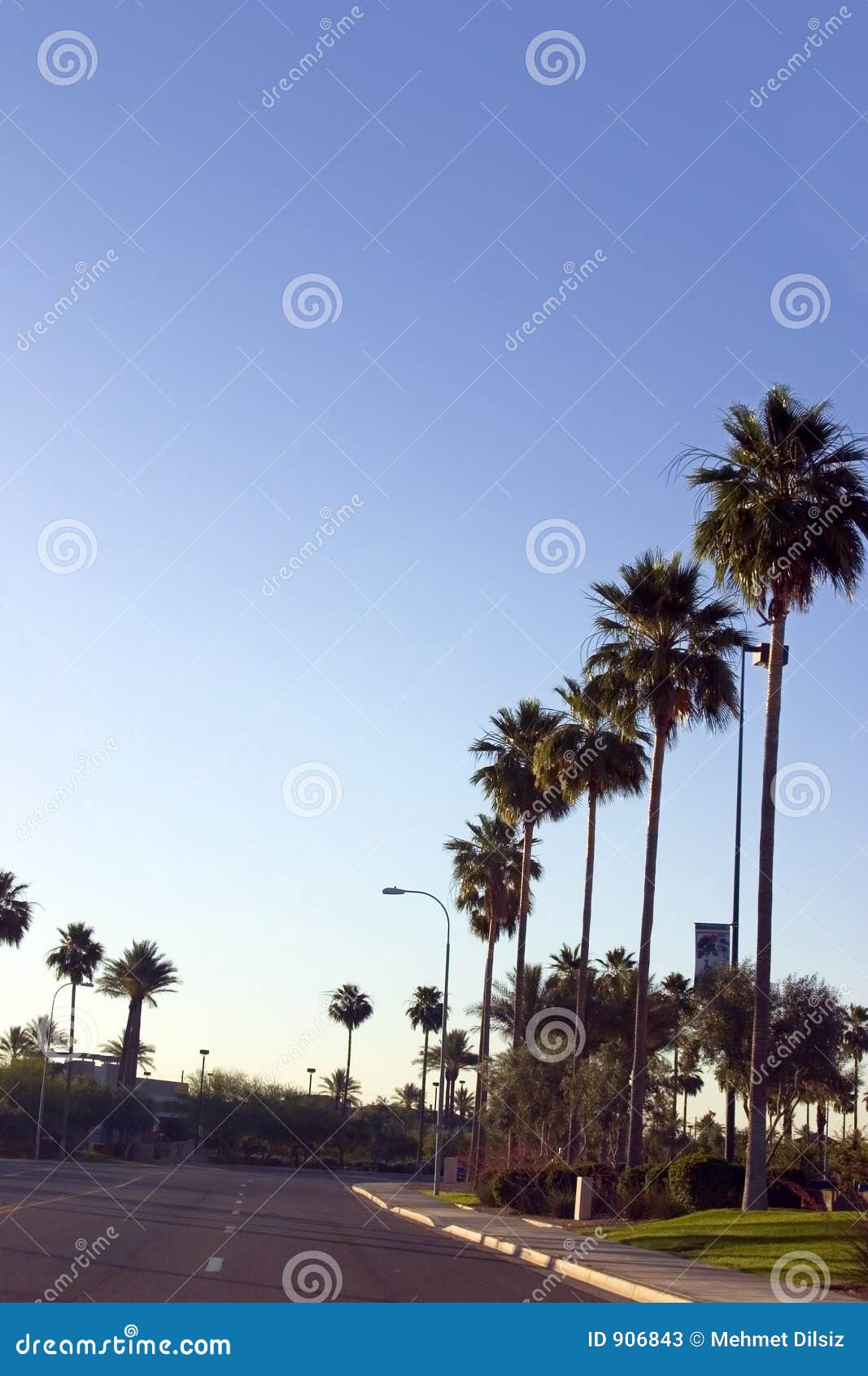 Palm Trees Along the Road of a Strip Mall Stock Image - Image of ...