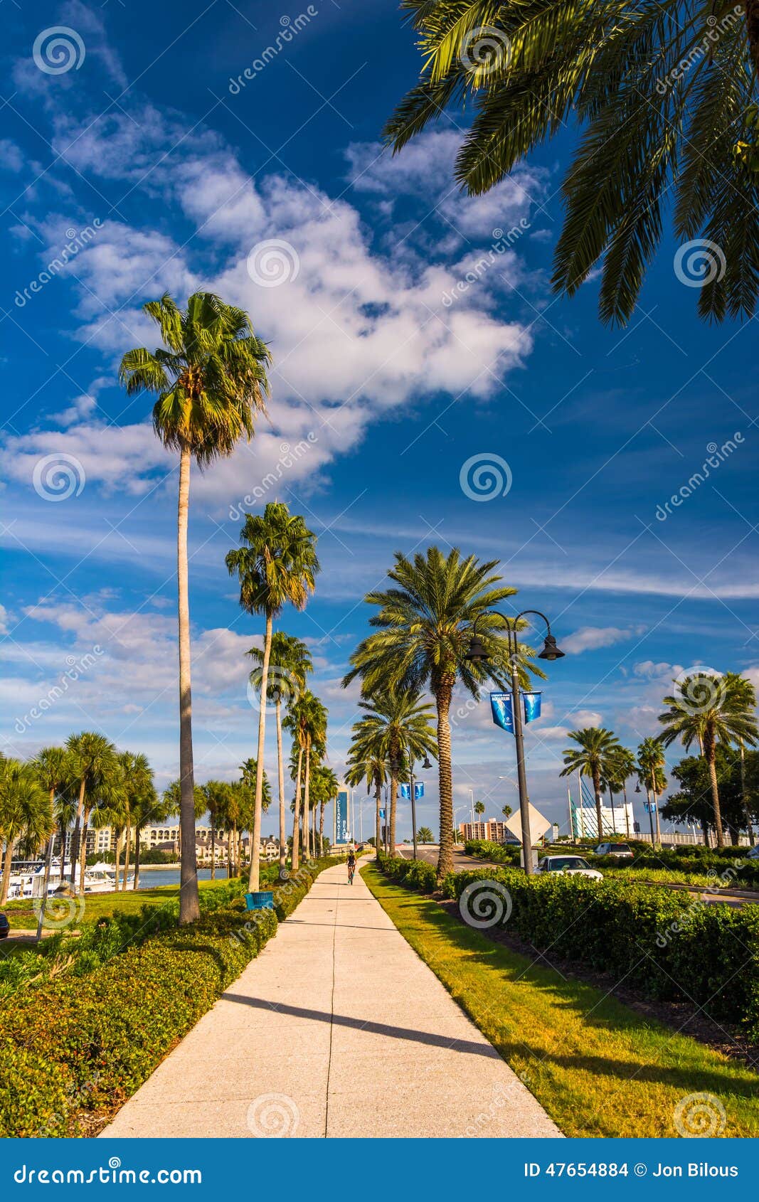 Palm Trees Along a Sidewalk in Clearwater Beach, Florida. Stock Photo ...