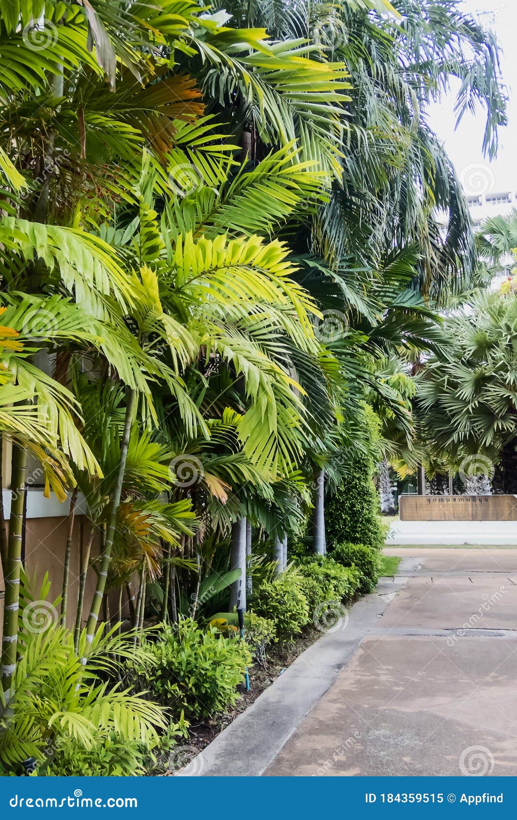 Palm trees beside stock image. Image of coast, palm - 184359515