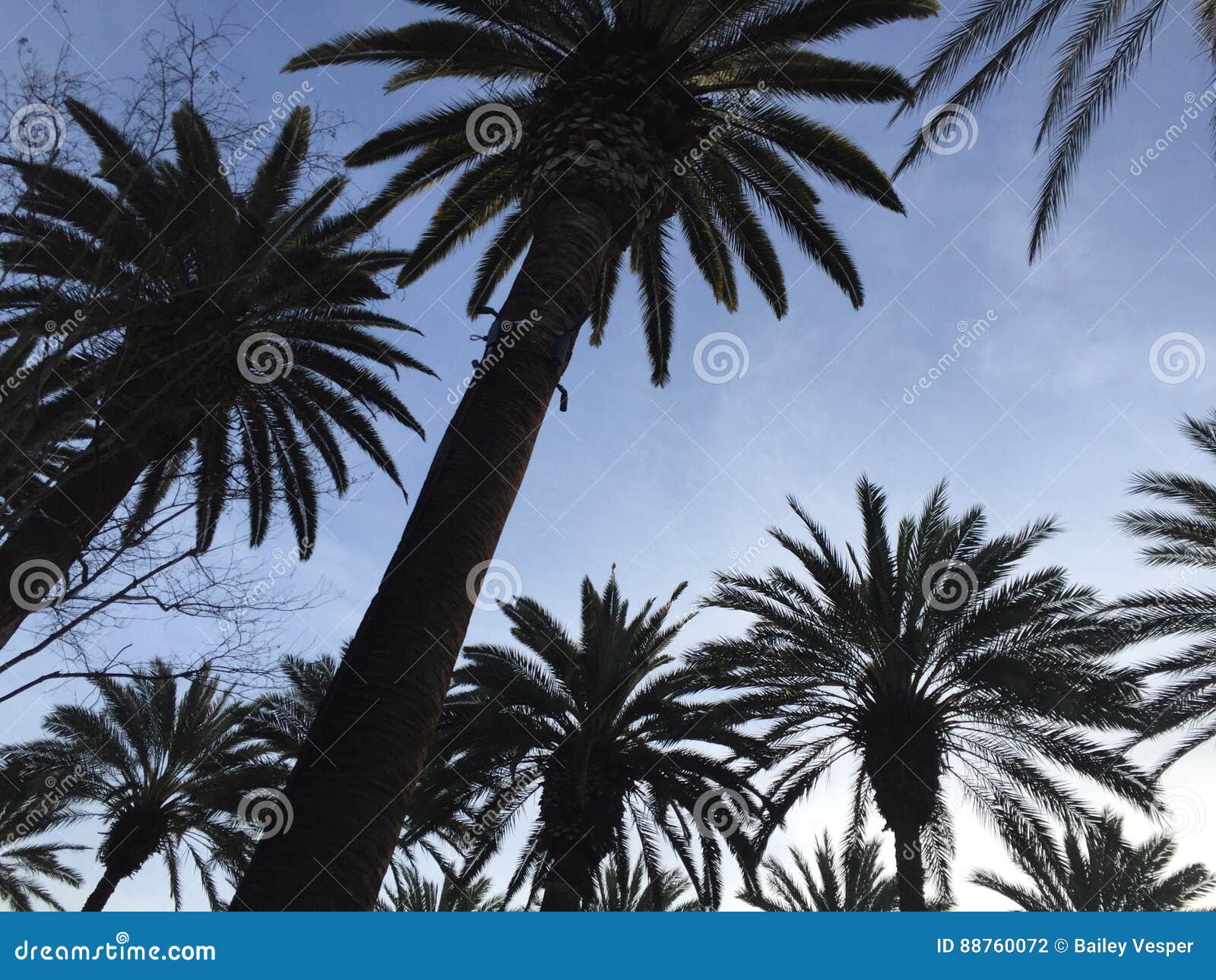 Palm trees stock photo. Image of tree, palm, trees, anaheim - 88760072