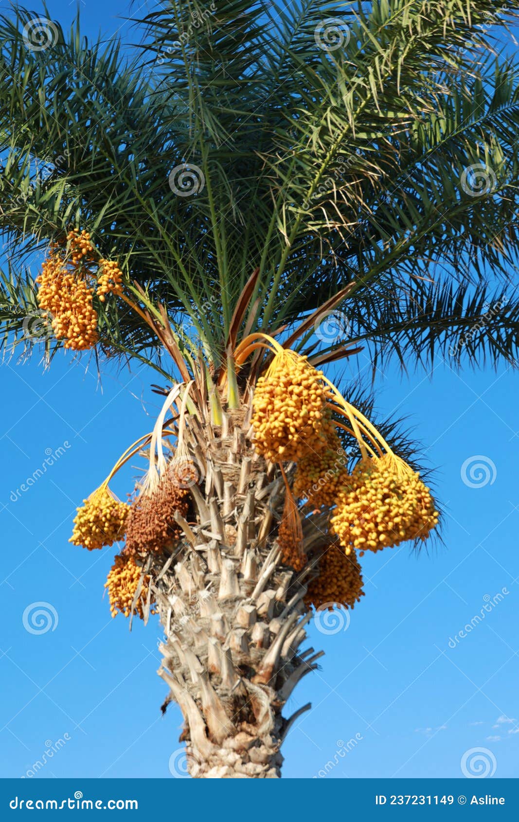 Palm trees in Antalya stock image. Image of antalya - 237231149