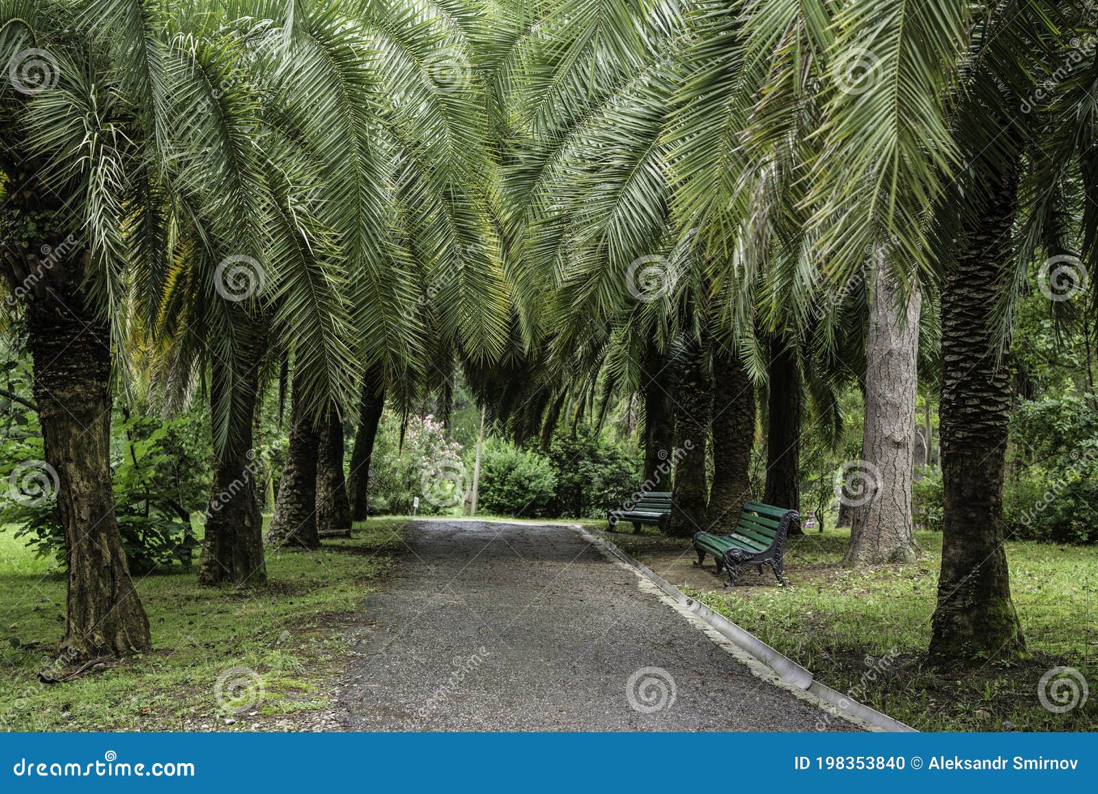 Palm Trees in the Arboretum Park in Sochi Stock Photo - Image of city ...