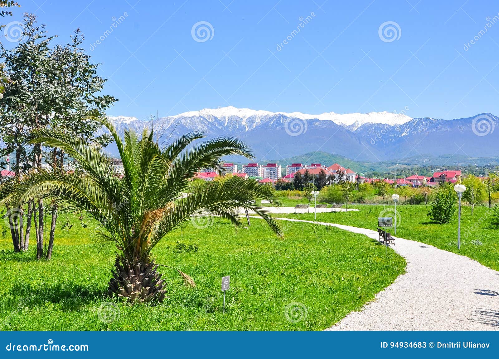 Palm Trees on the Background of Snowy Mountains in the Adler District ...