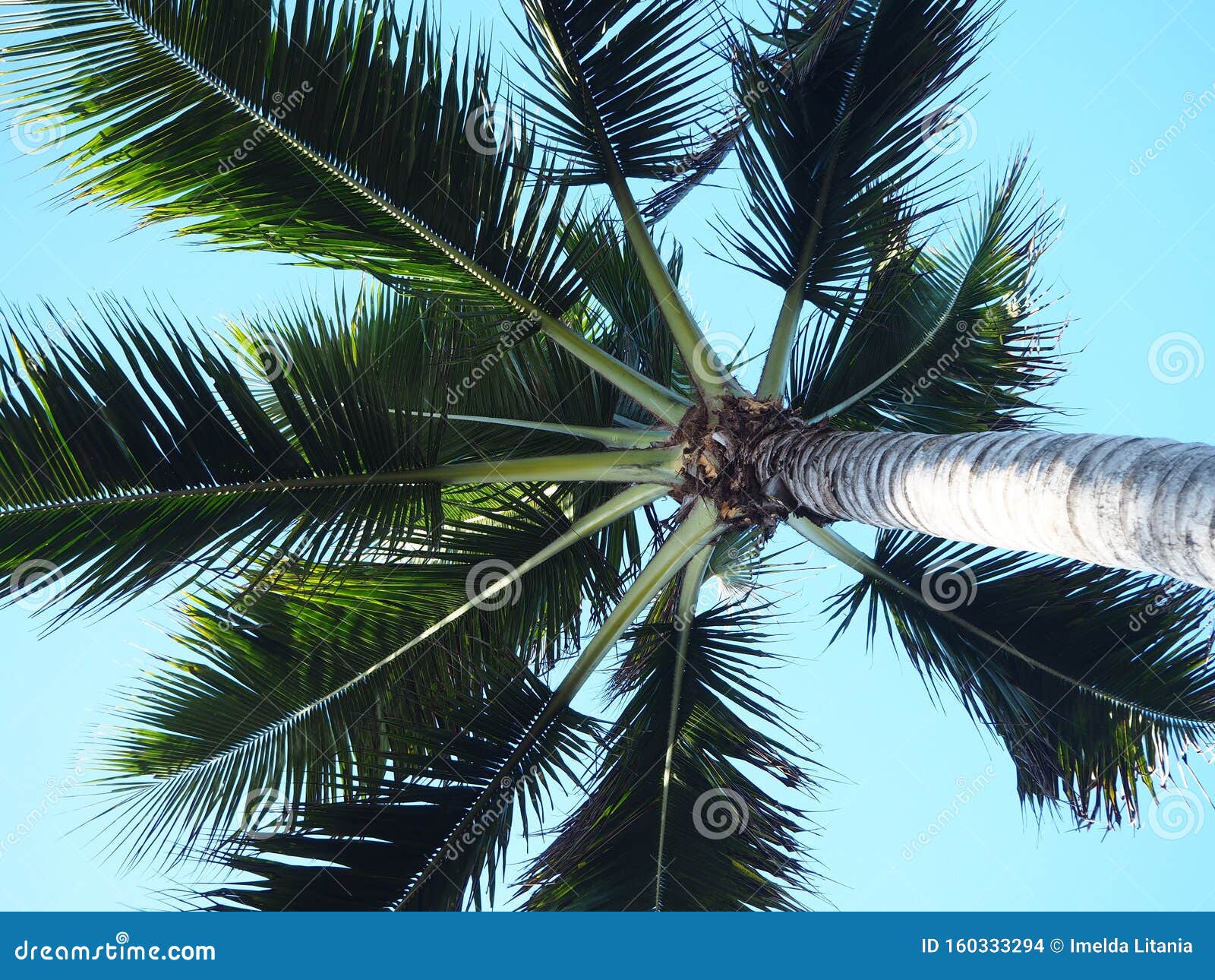 Palm trees in Bali stock photo. Image of beach, nature - 160333294
