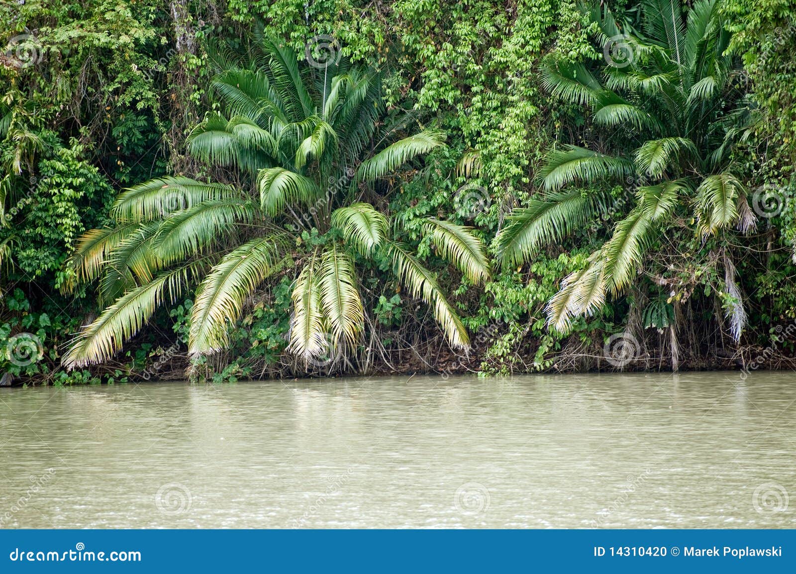 Palm Trees at the Bank of Panama Canal Stock Photo - Image of water ...