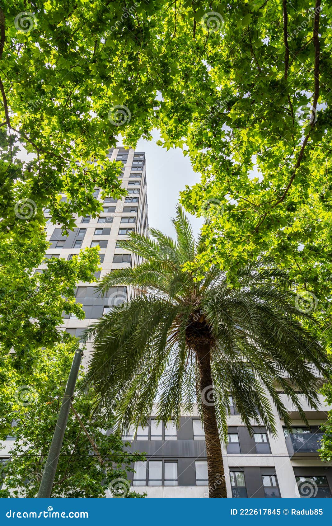 Palm Trees in Barcelona City Stock Image - Image of idyllic, catalunya ...
