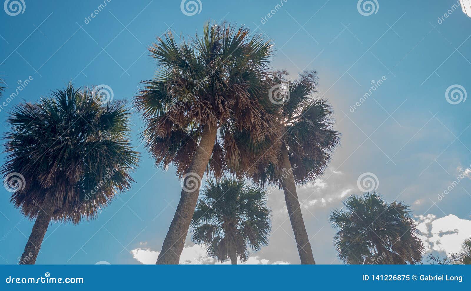 Palm Trees Basking in the Sun in the Sunshine State Stock Image - Image ...