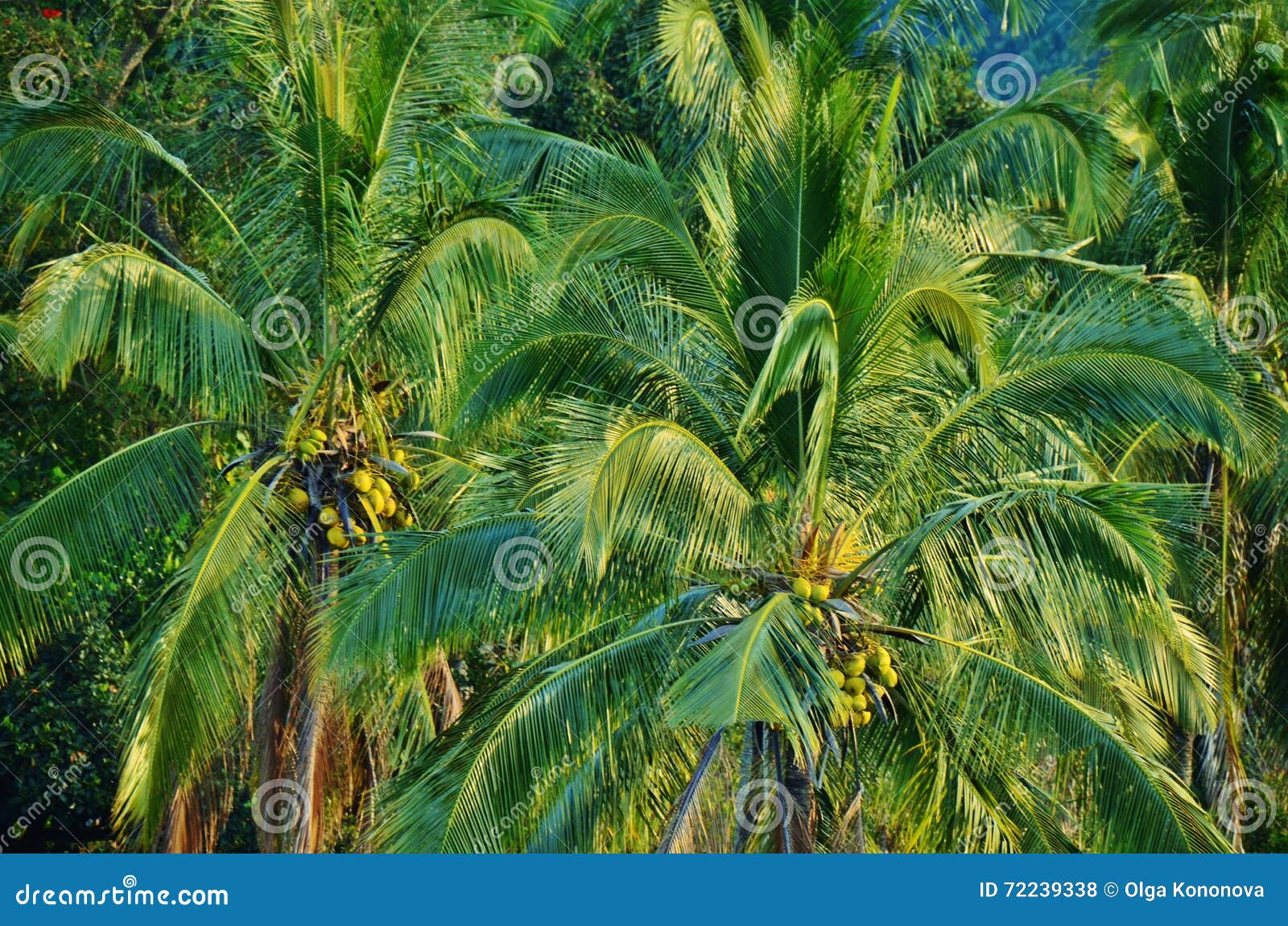 Palm trees stock photo. Image of idyllic, mountains, kintamani - 72239338