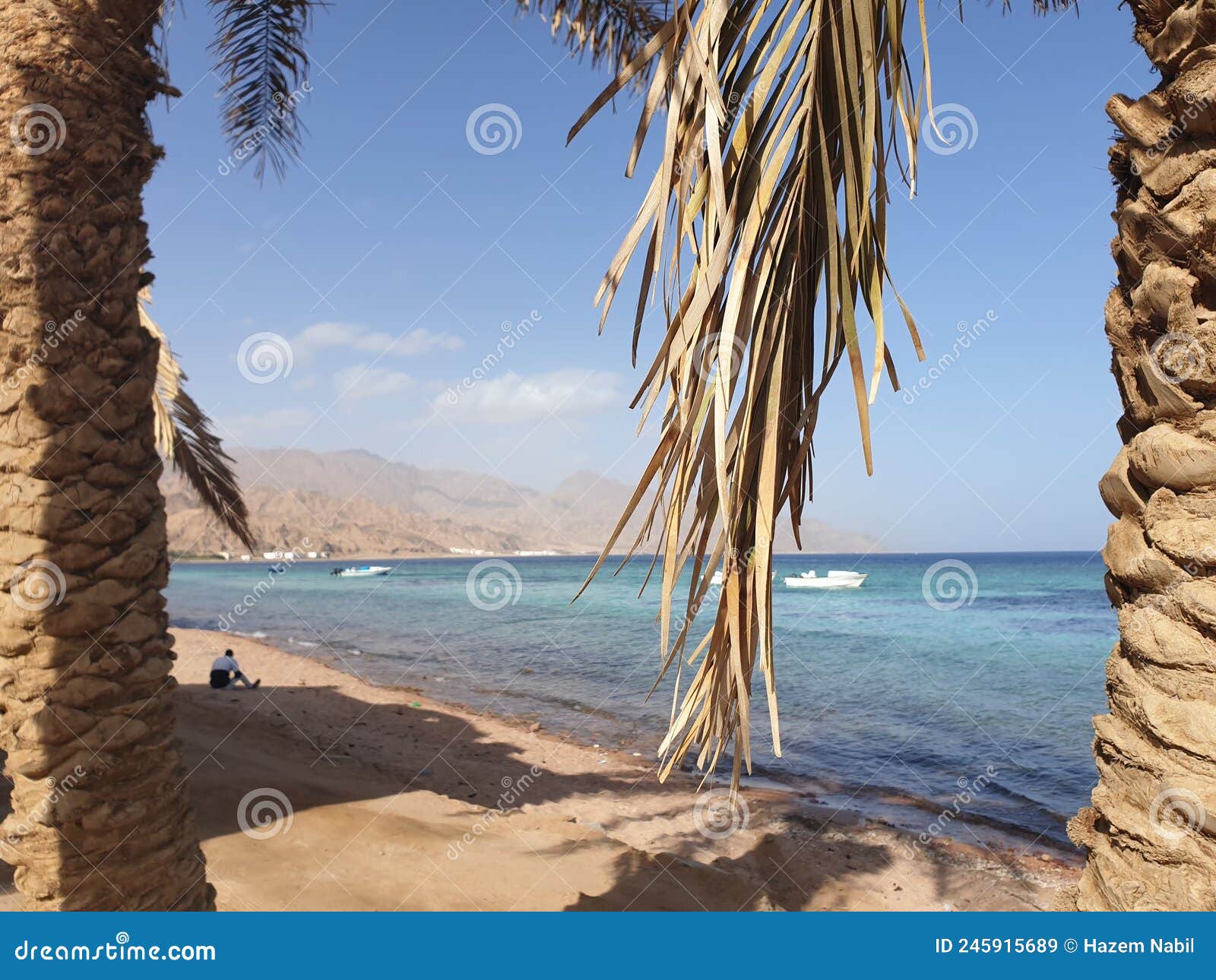 2 palm trees at the beach stock image. Image of caribbean - 245915689
