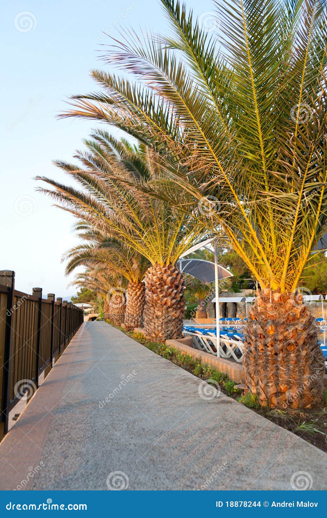 Palm trees with beach beds stock photo. Image of railing - 18878244