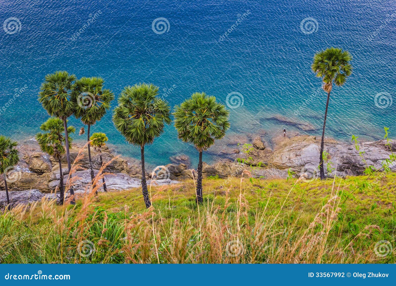Palm Trees on the Beach on the Island of Phuket Stock Photo - Image of ...