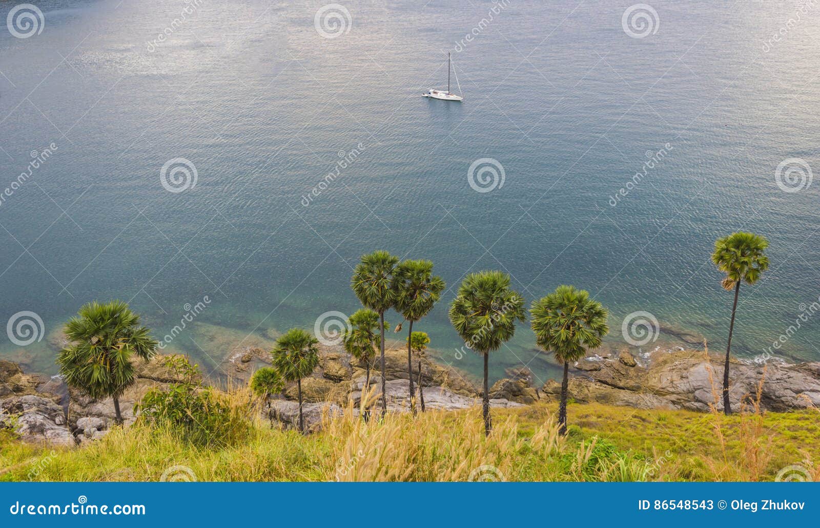 Palm Trees on the Beach on the Island of Phuket Stock Image - Image of ...