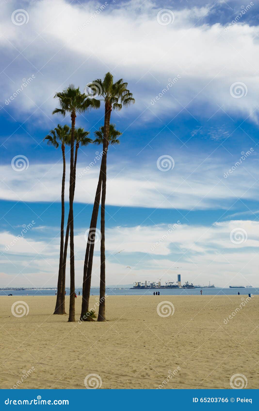 Palm Trees at a Beach in Long Beach Stock Photo - Image of long, tree ...