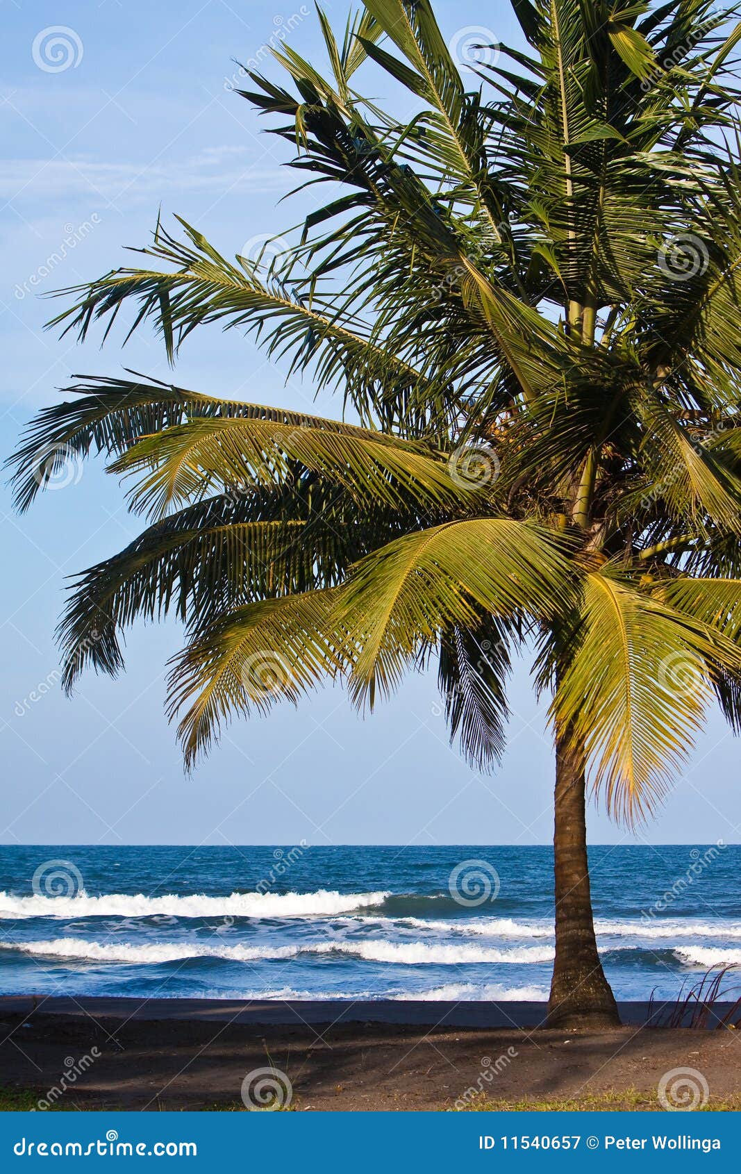 Palm Trees on the Beach Near with Blue Sky Stock Image - Image of ...