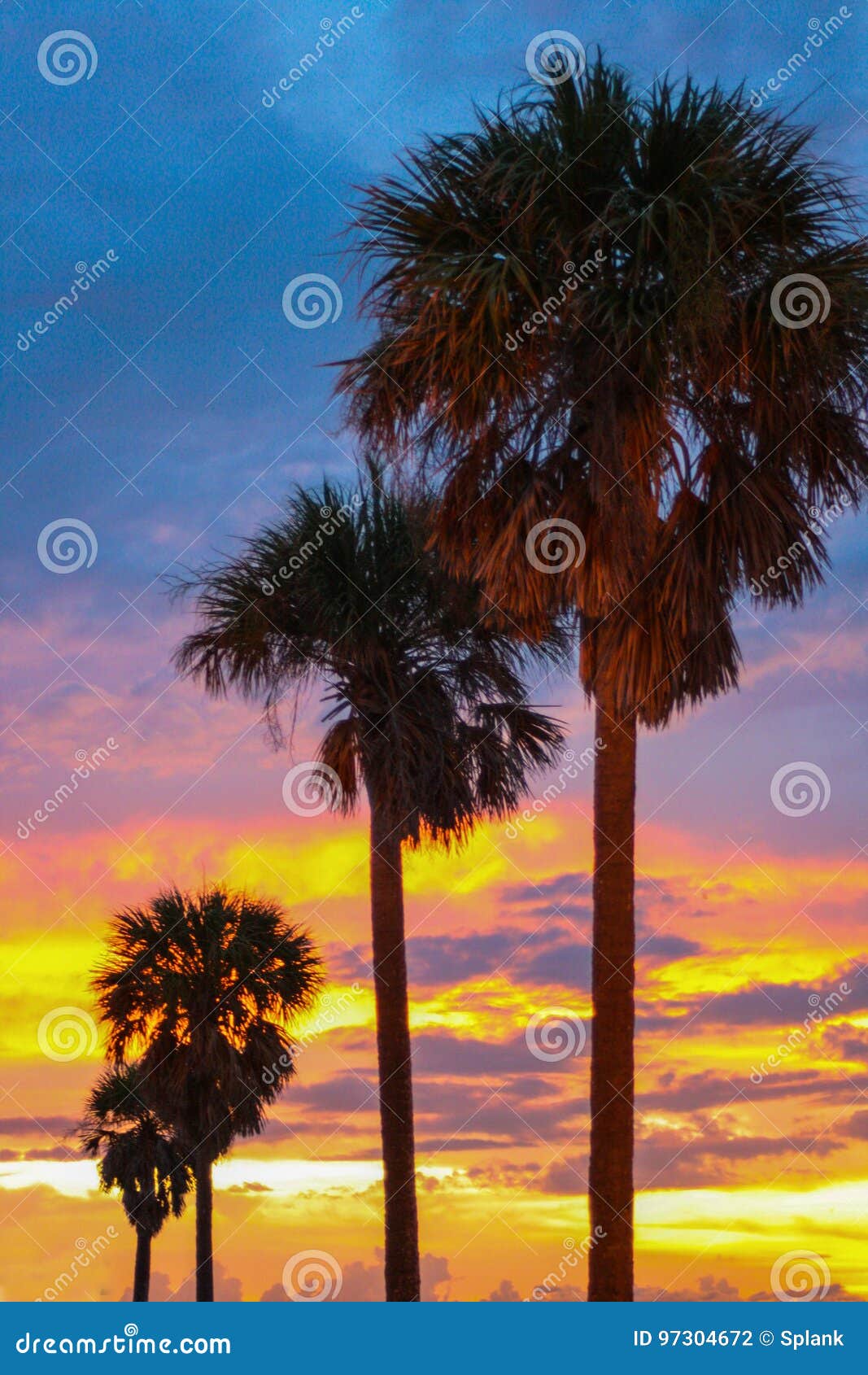 Palm Trees on Beach at Night Stock Photo - Image of silhouette, bright ...