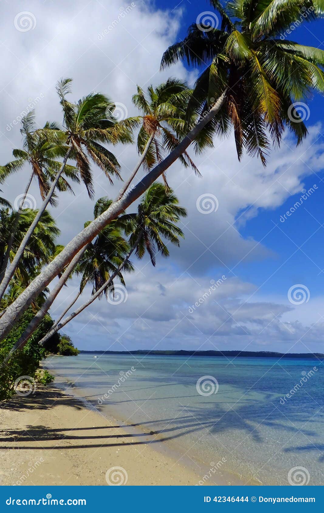 Palm Trees on a Beach of Ofu Island, Tonga Stock Photo - Image of ...