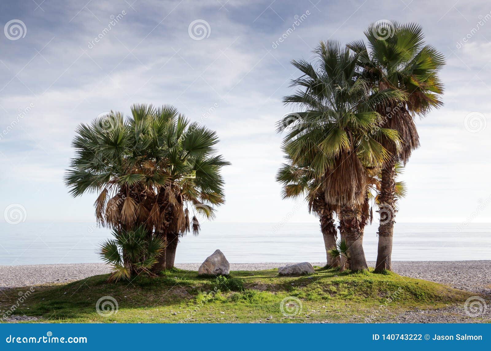 Palm Trees on a Beach in Spain Stock Photo - Image of trees, landscape ...