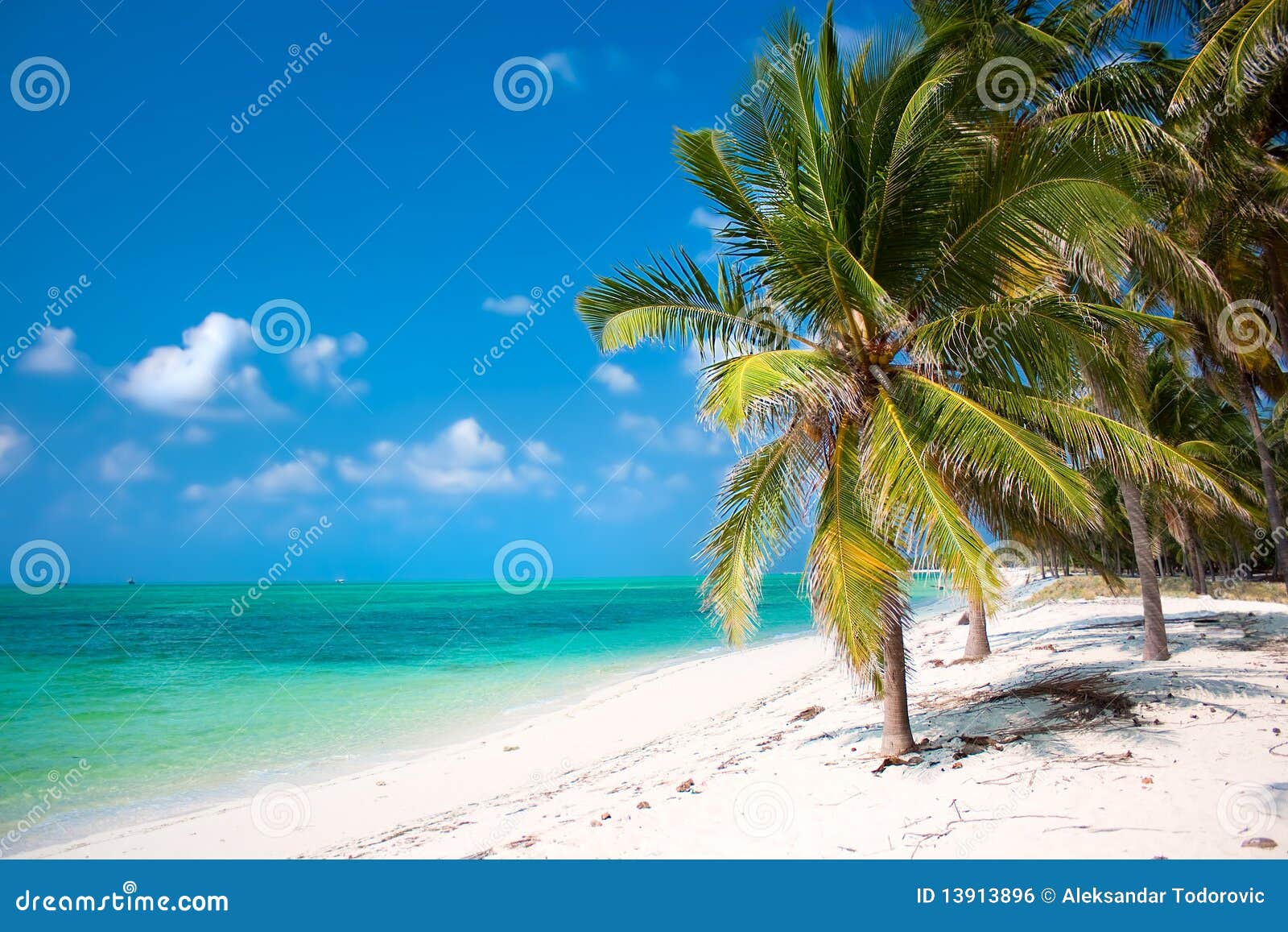 Palm Trees on Beach with Turquoise Waters Stock Photo - Image of ...