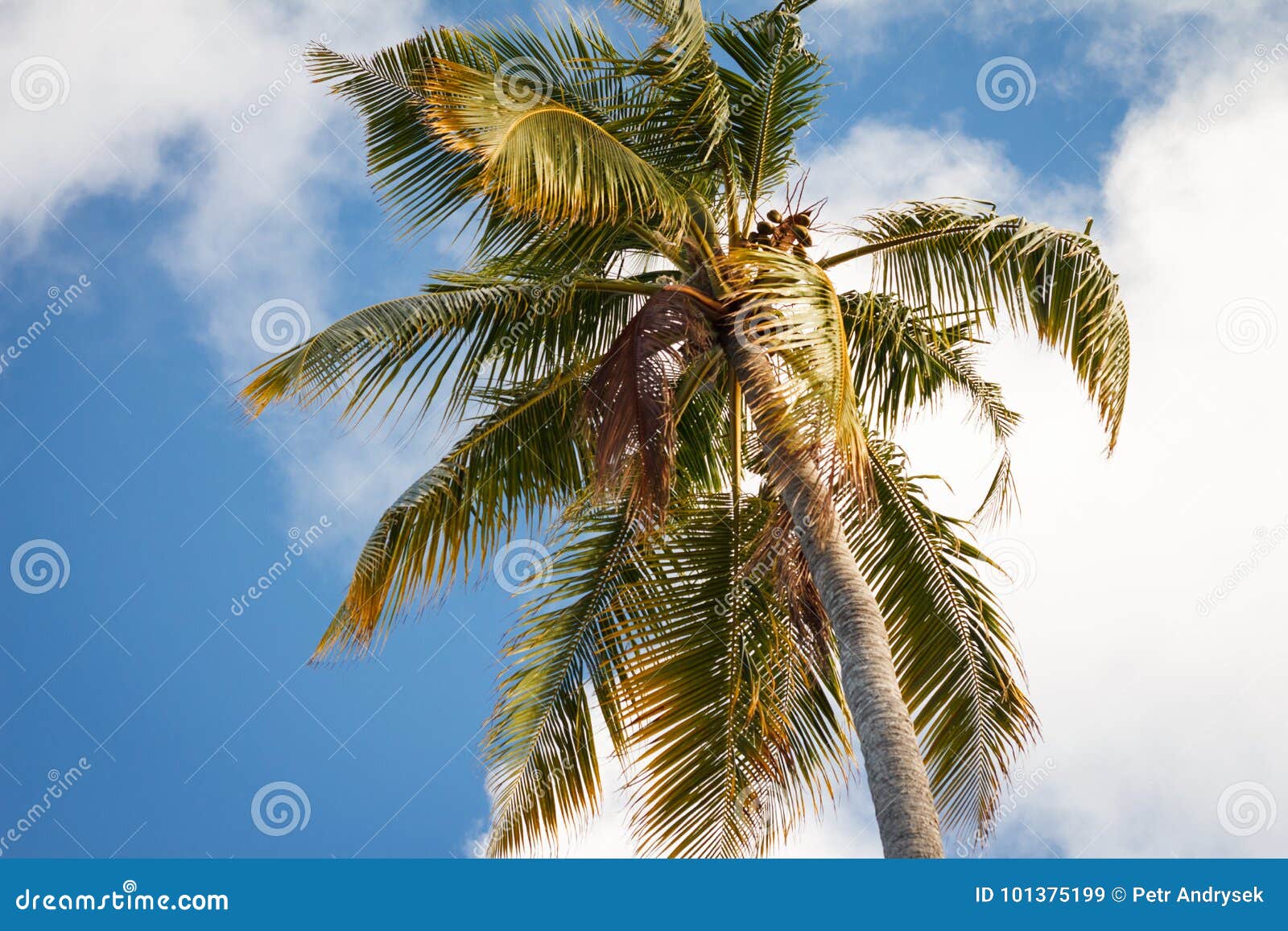 Crown Of The Palm Trees Royalty-Free Stock Photography | CartoonDealer ...