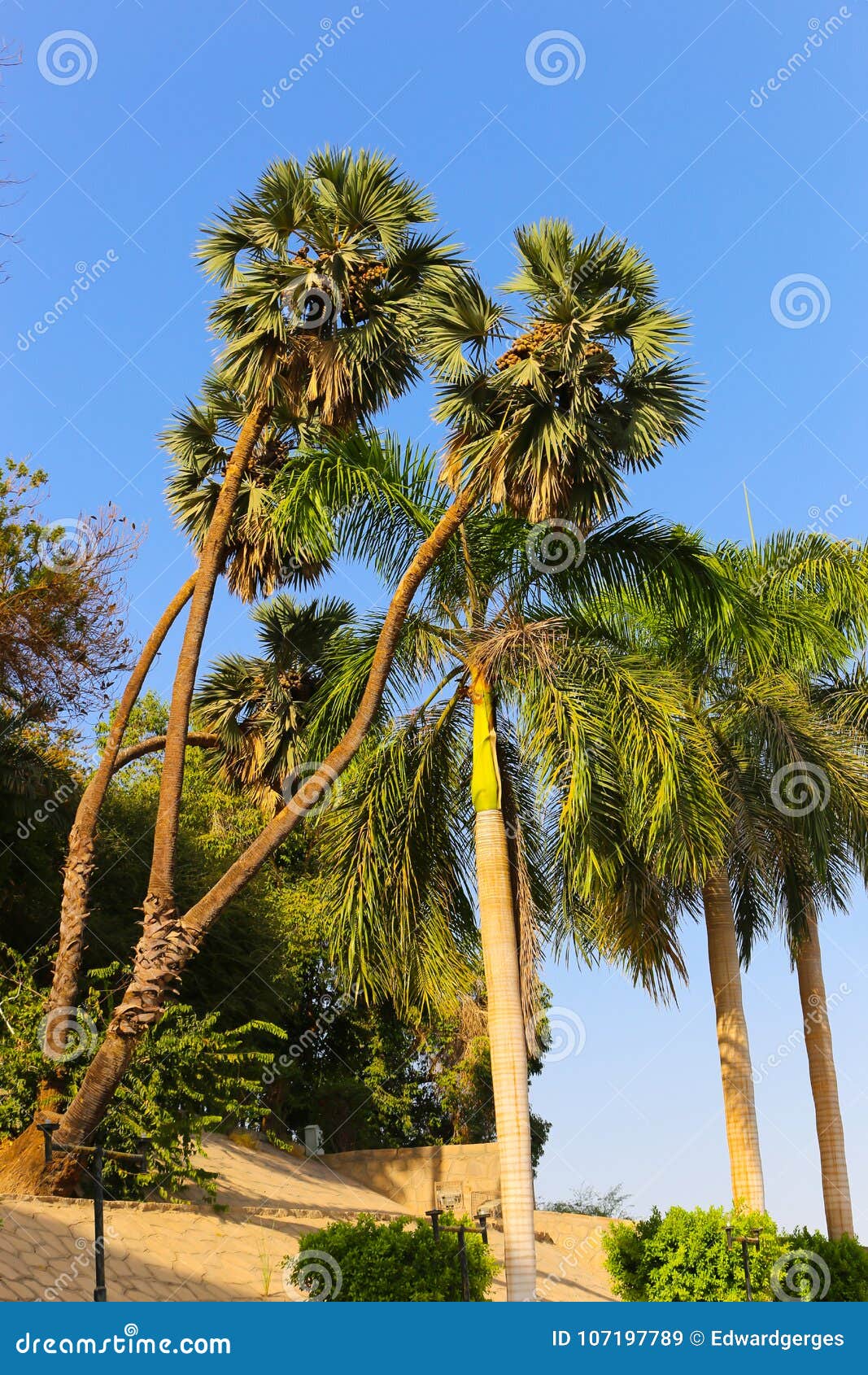 Palm trees stock image. Image of mountain, landscape - 107197789