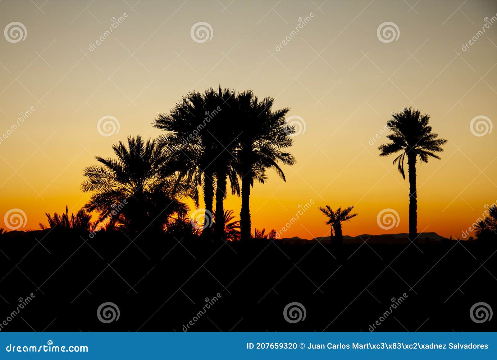 Palm Trees with Beautiful Sunset in Morocco, Africa. Horizontal Format ...