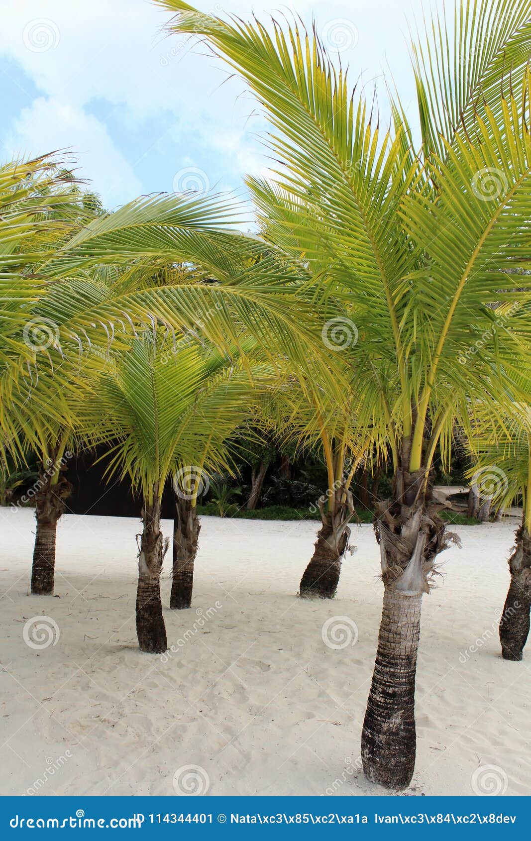 Palm Trees on the Beautiful White Sandy Beach Stock Image - Image of ...