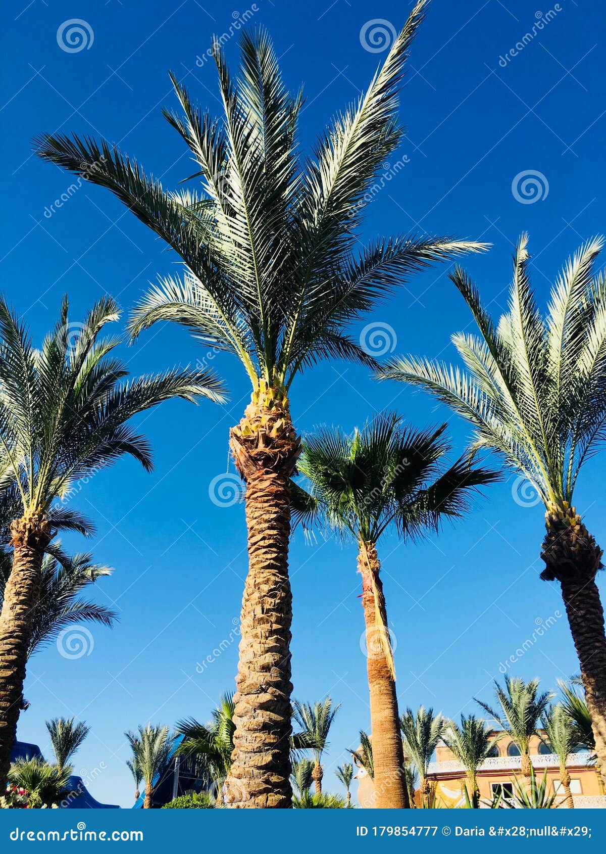 Palm trees stock image. Image of beauty, neature, summer - 179854777