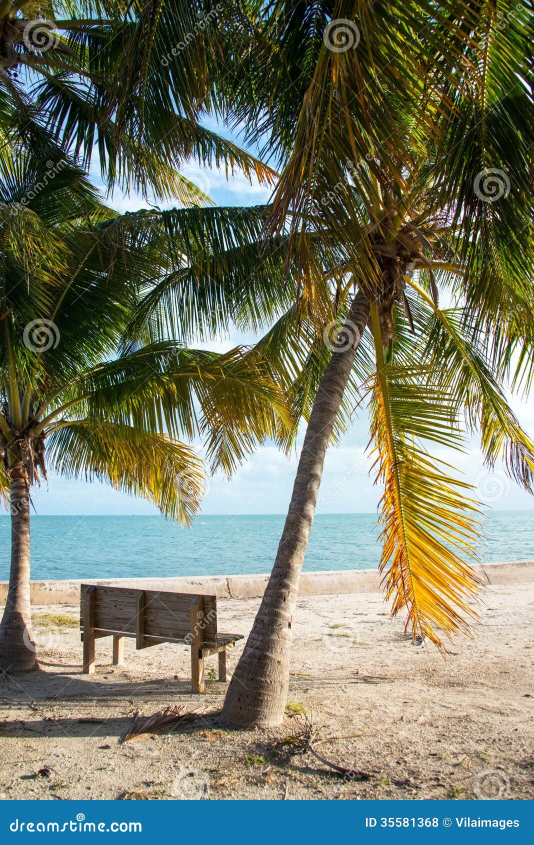 Palm Trees and Bench stock photo. Image of scenic, summer - 35581368