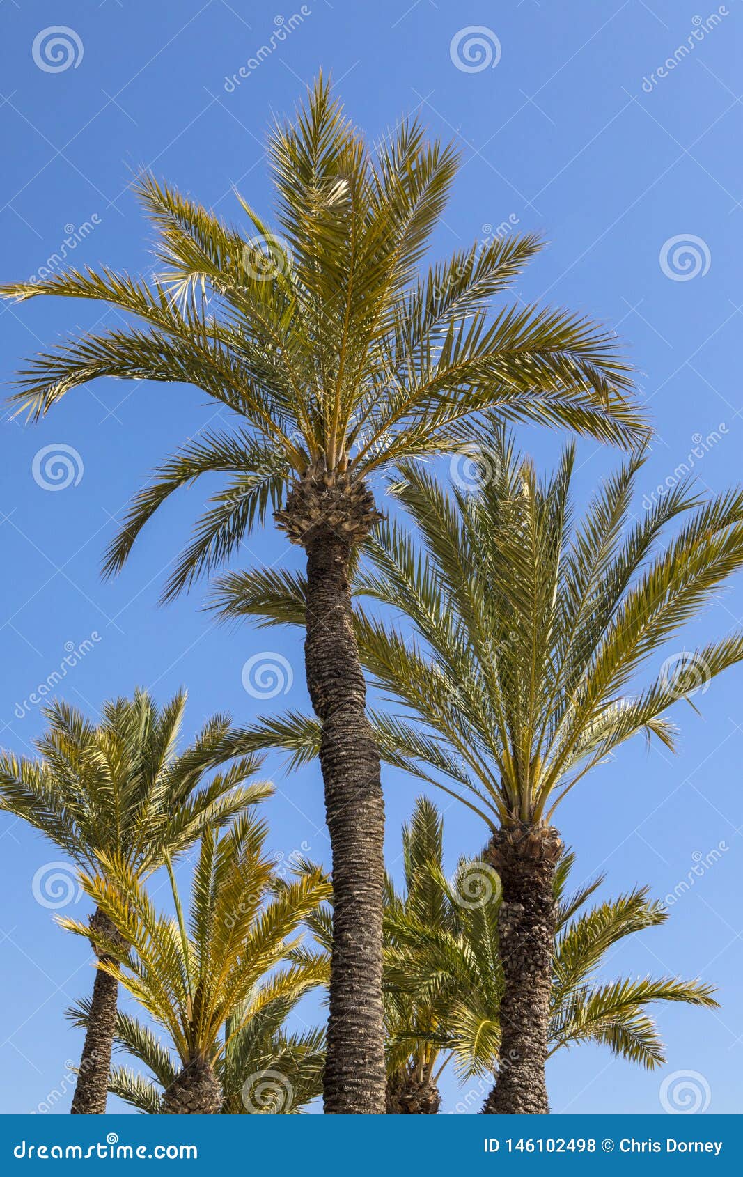 Palm Trees in Benidorm stock photo. Image of beach, coastline - 146102498