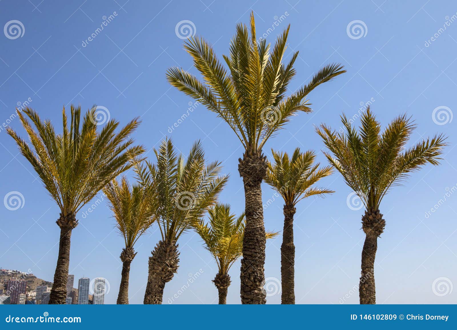 Palm Trees in Benidorm stock image. Image of levante - 146102809