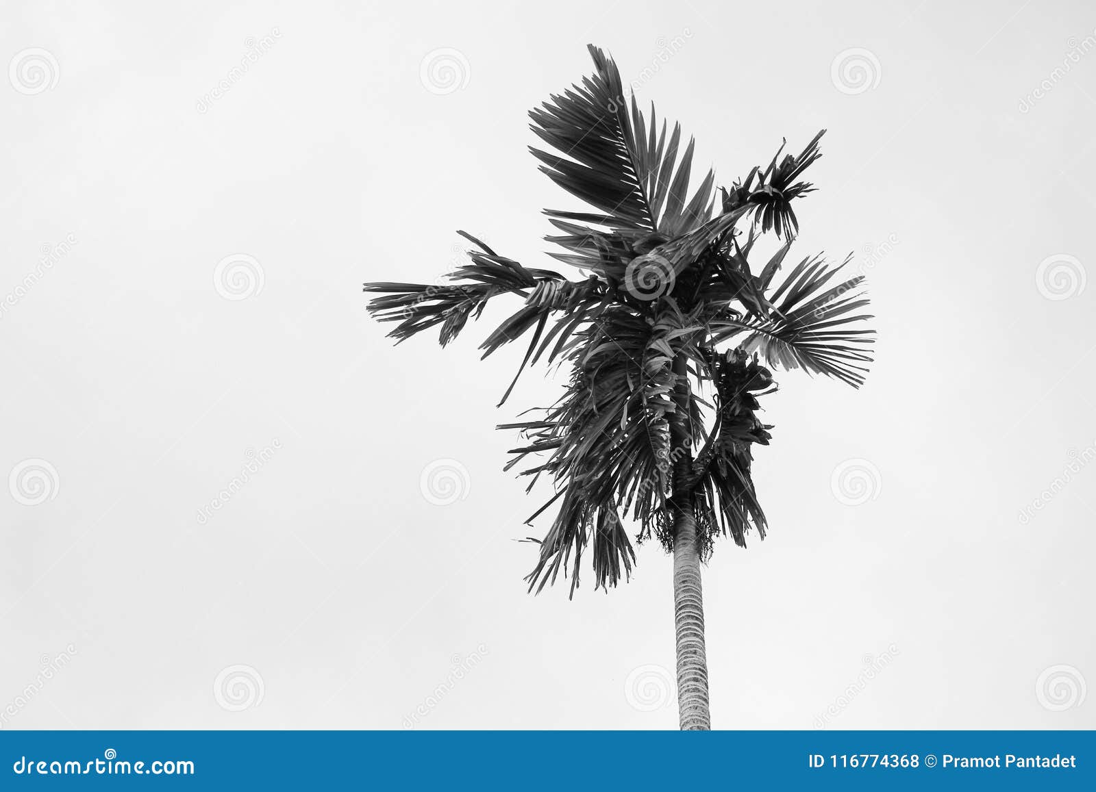 Palm Trees with in Black and White, Bottom View Stock Photo - Image of ...