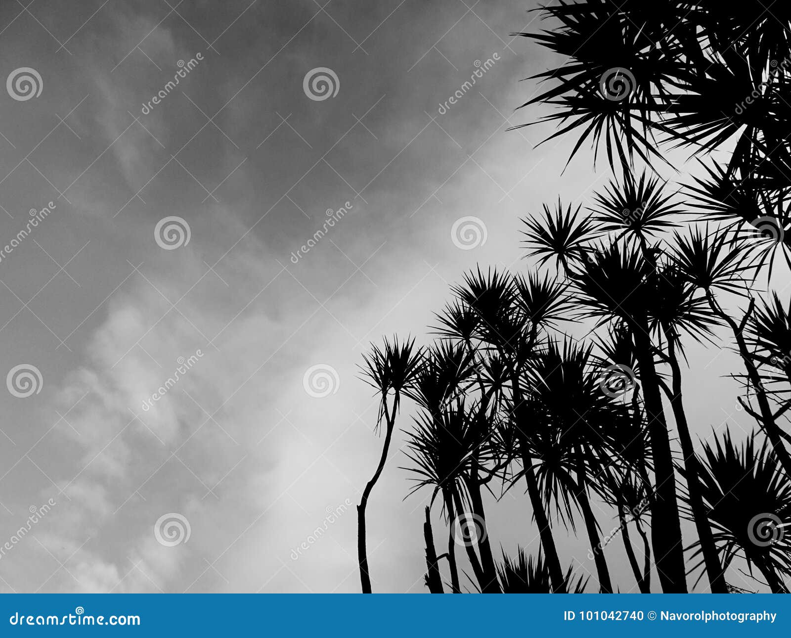 Palm Trees Silhouettes stock photo. Image of dark, blackandwhite ...