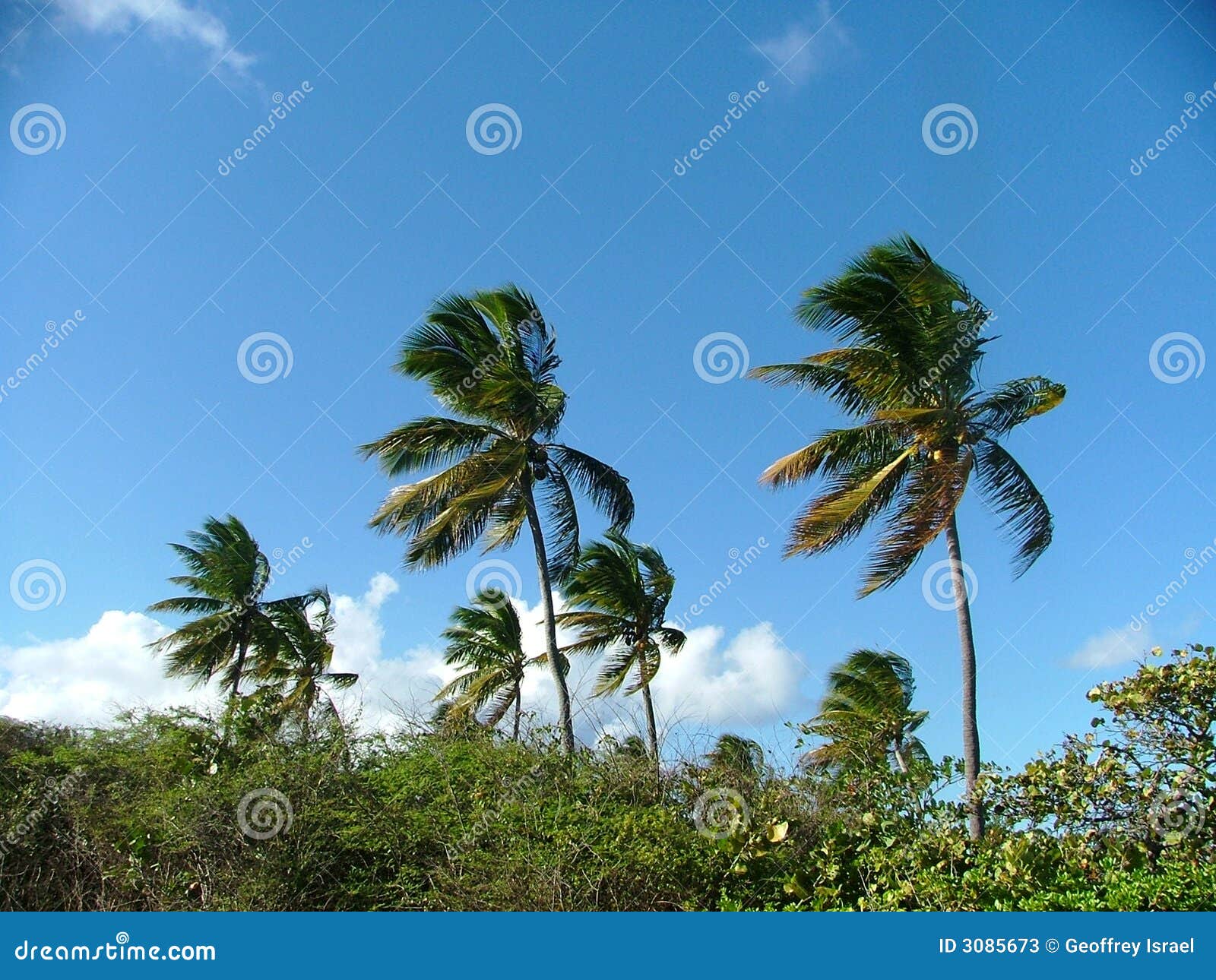 Palm Trees Blowing stock image. Image of green, clouds - 3085673
