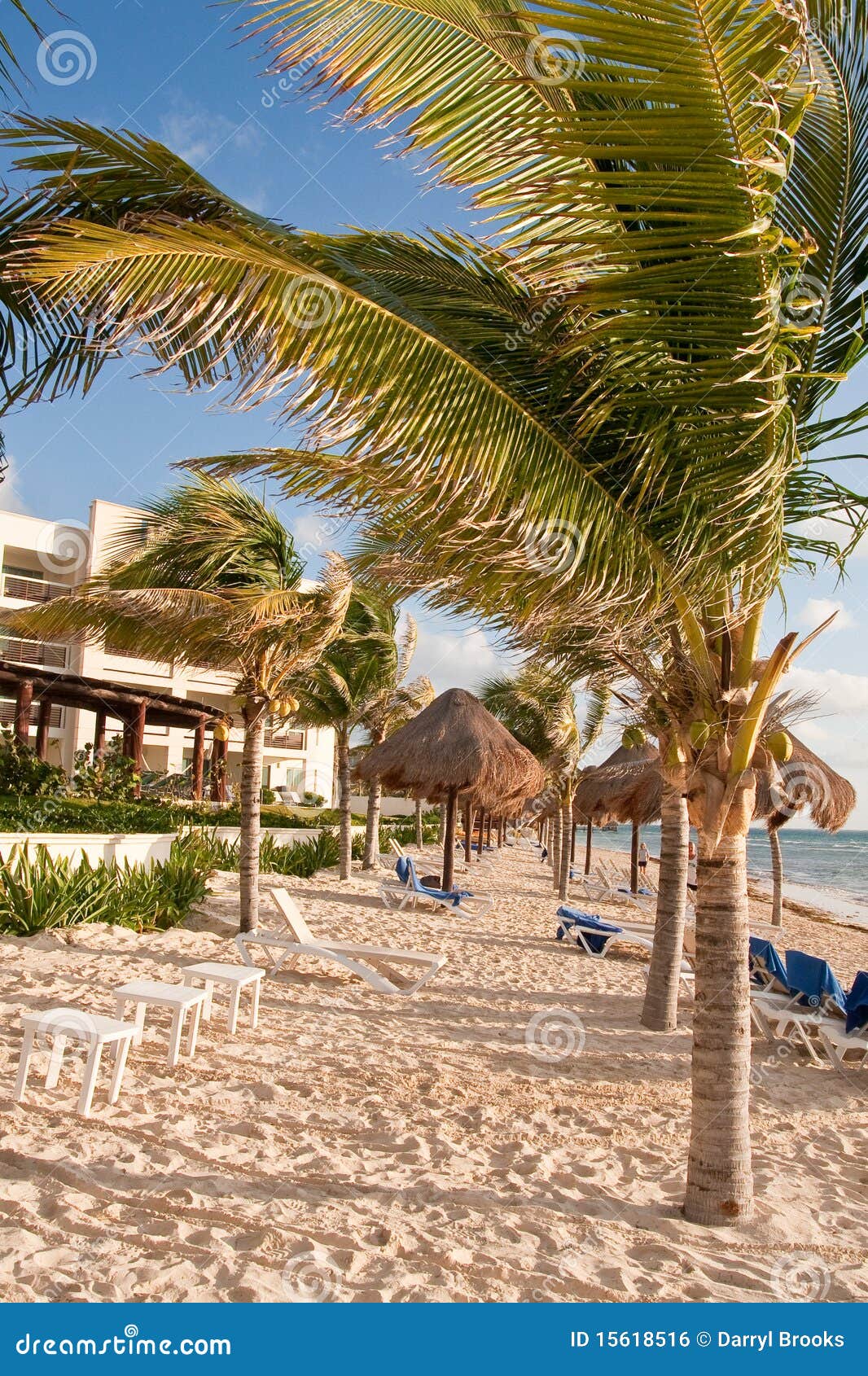 Palm Trees Blowing in the Wind on a Beach Stock Photo - Image of ...