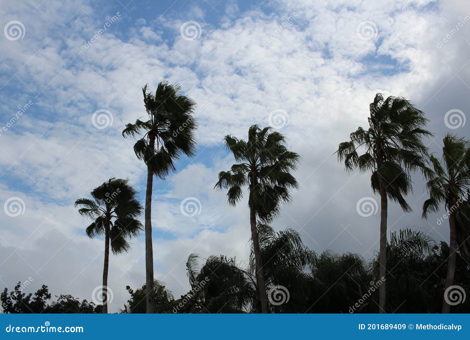 5 Tall Palm trees blowing. stock image. Image of wind - 201689409