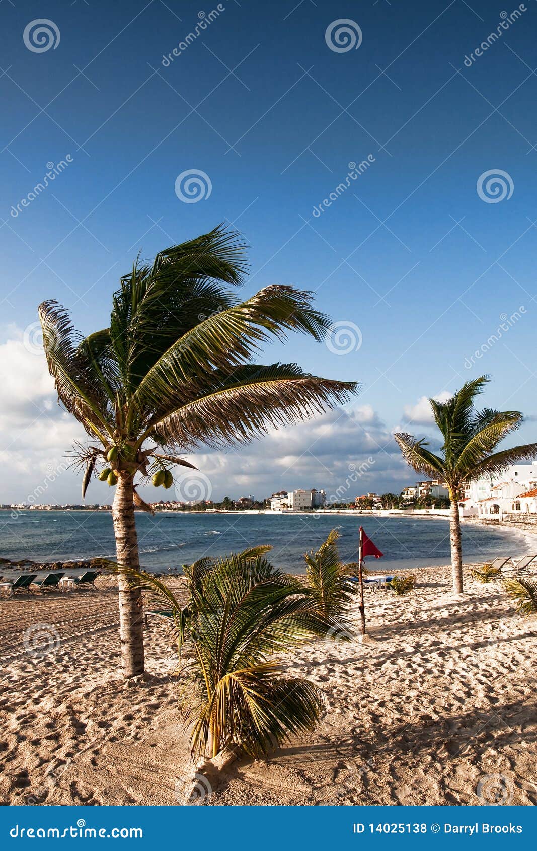 Palm Trees Blowing on a Windy Beach Stock Photo - Image of holiday ...