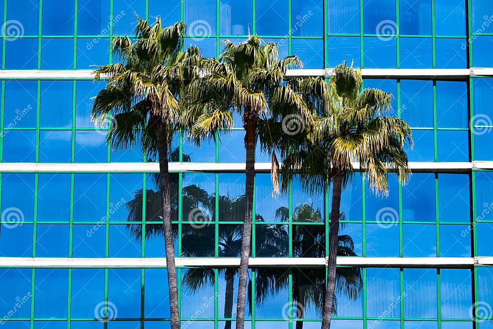 Palm Trees with Blue Building Windows Stock Photo - Image of shore ...