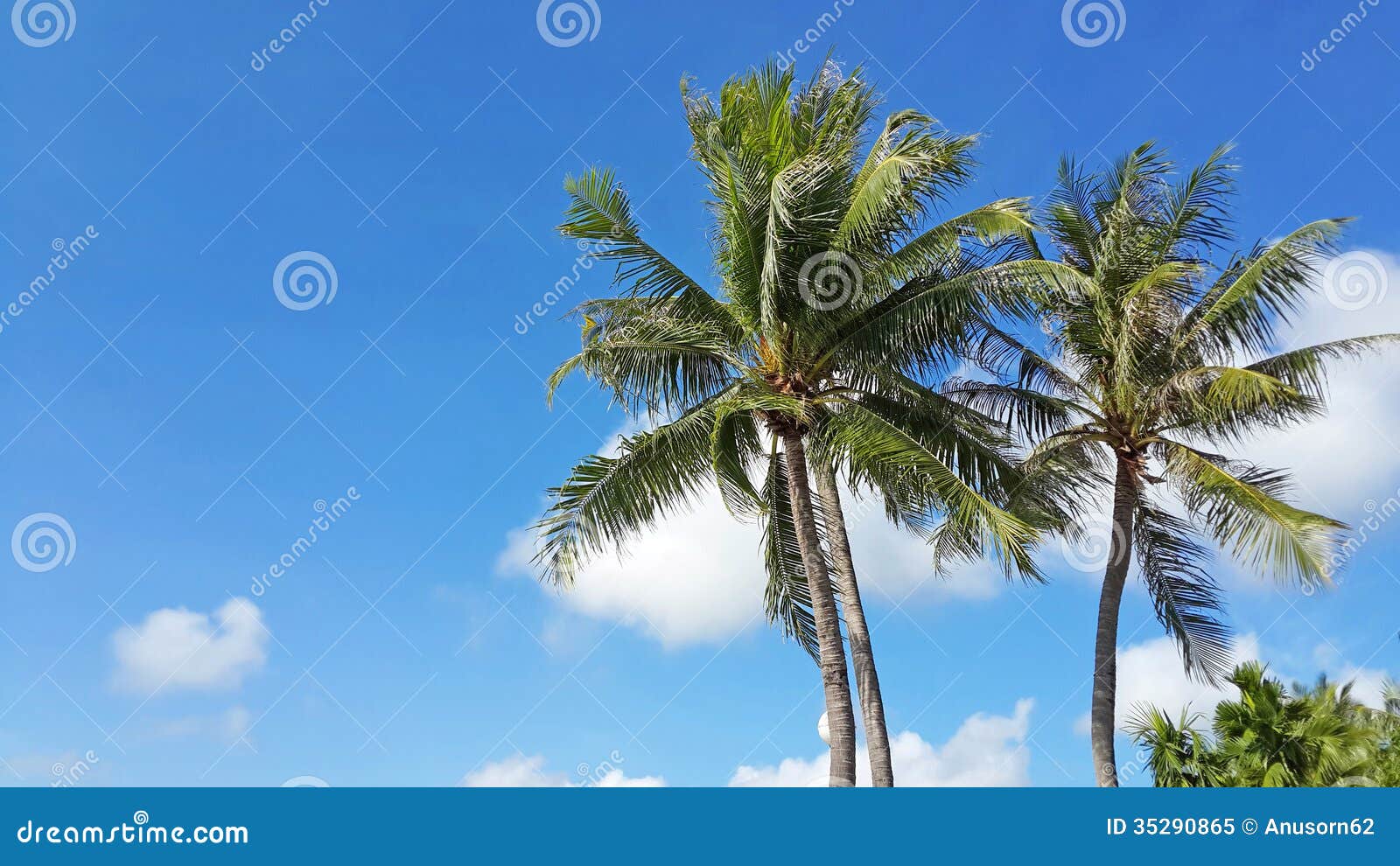 Palm trees in the blue stock image. Image of space, beautiful - 35290865