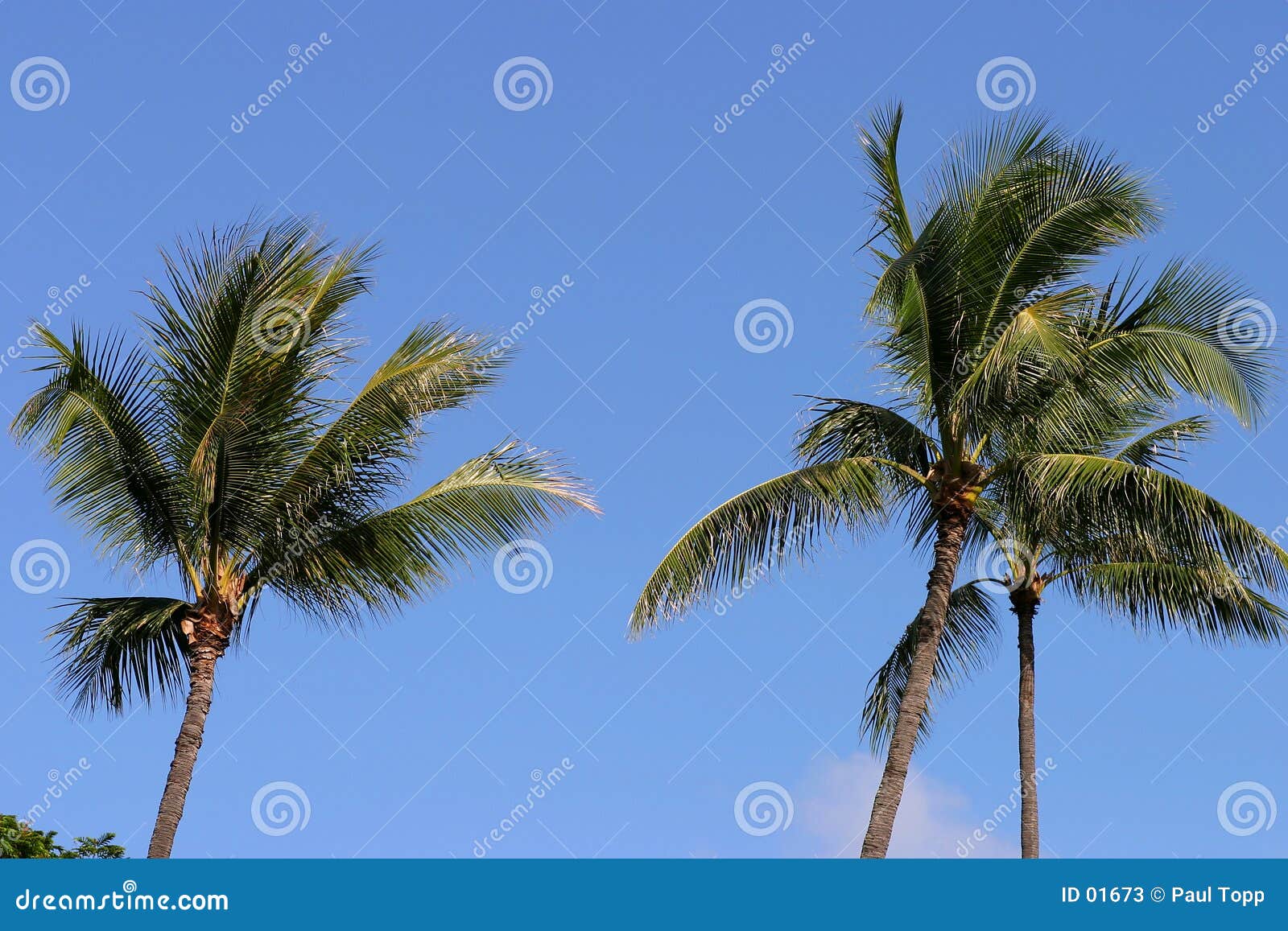 Palm Trees and Blue Sky in Hawaii Stock Image - Image of travel, trees ...
