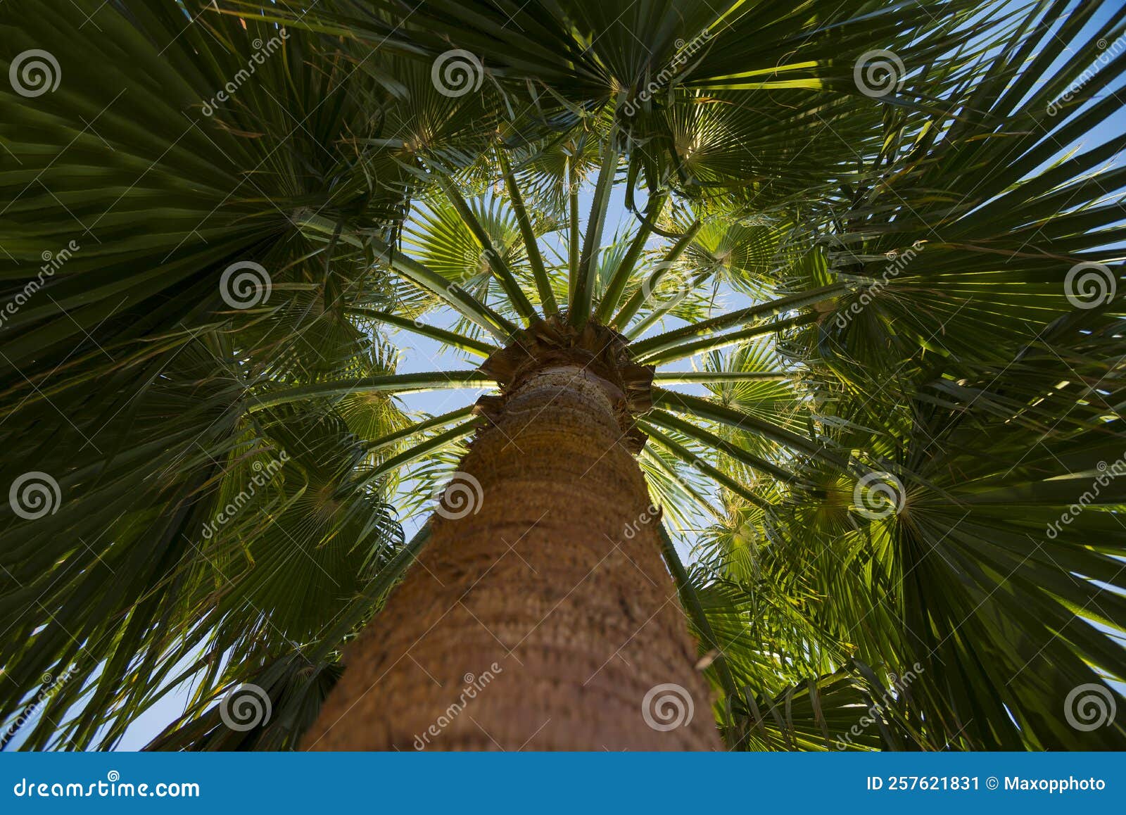Palm Trees Bottom View. Top of Palm Tree Against Blue Sky Stock Image ...