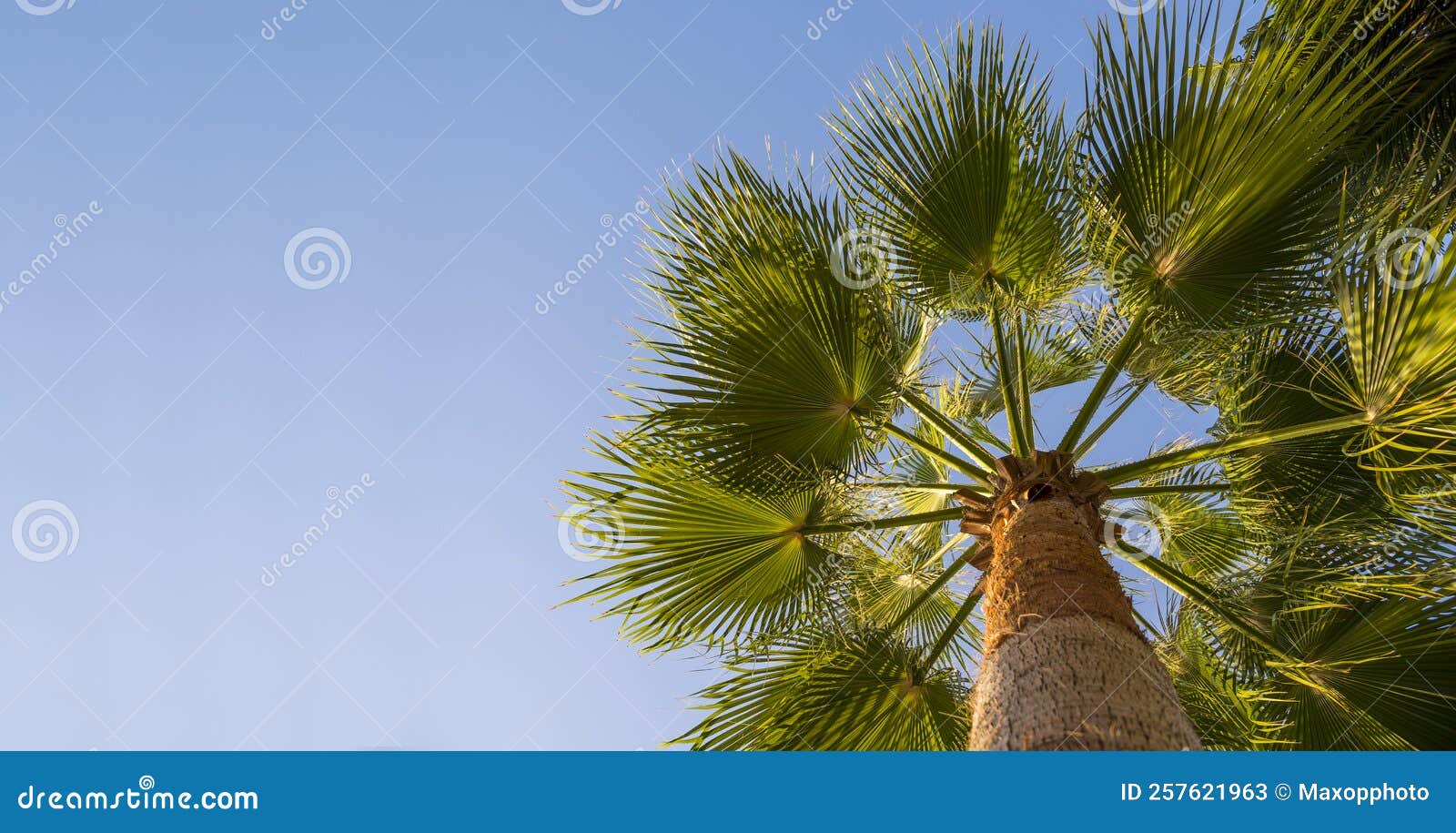 Palm Trees Bottom View. Top of Palm Tree Against Blue Sky Stock Image ...