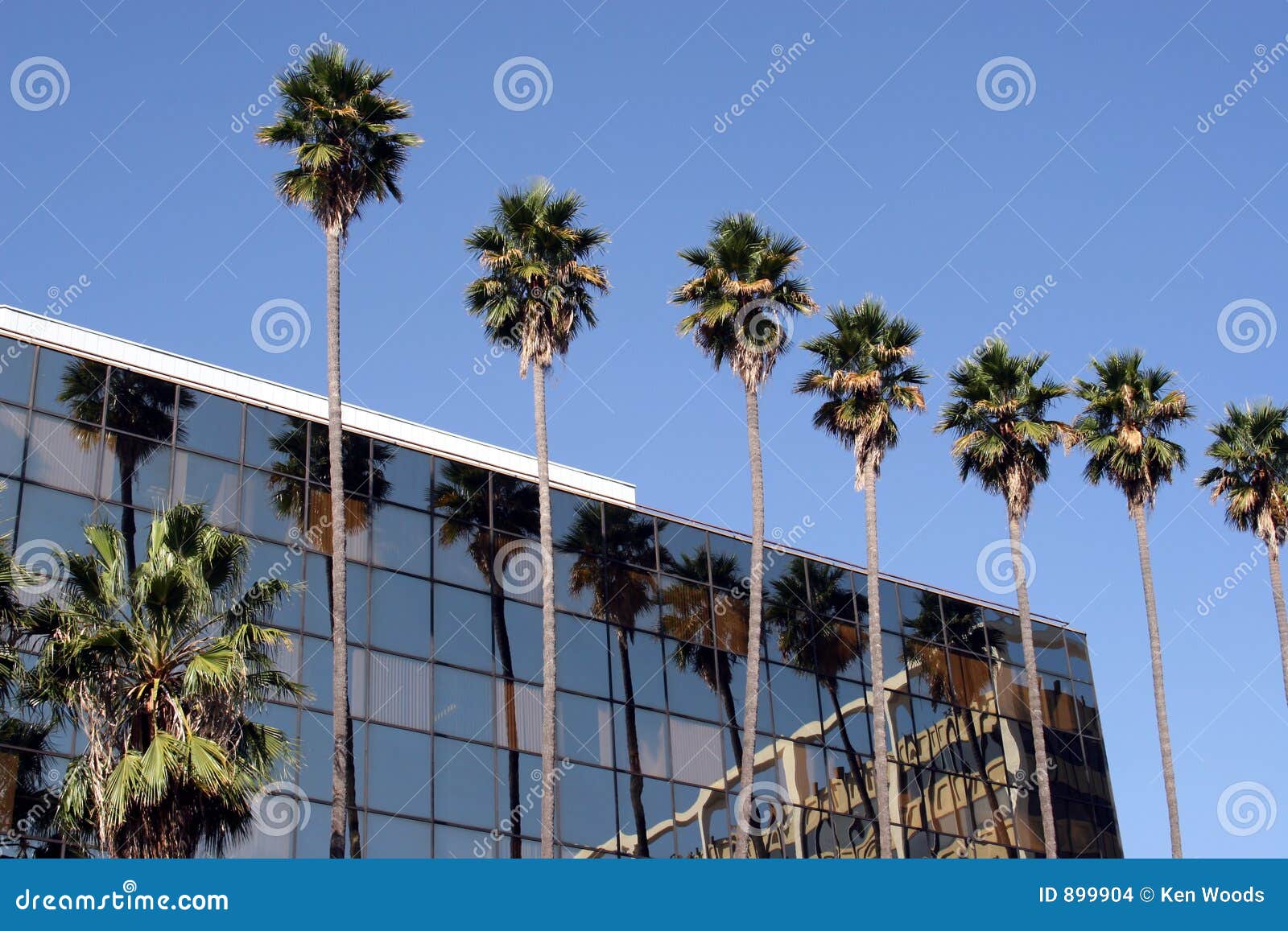 Palm trees and building stock photo. Image of tall, nature - 899904