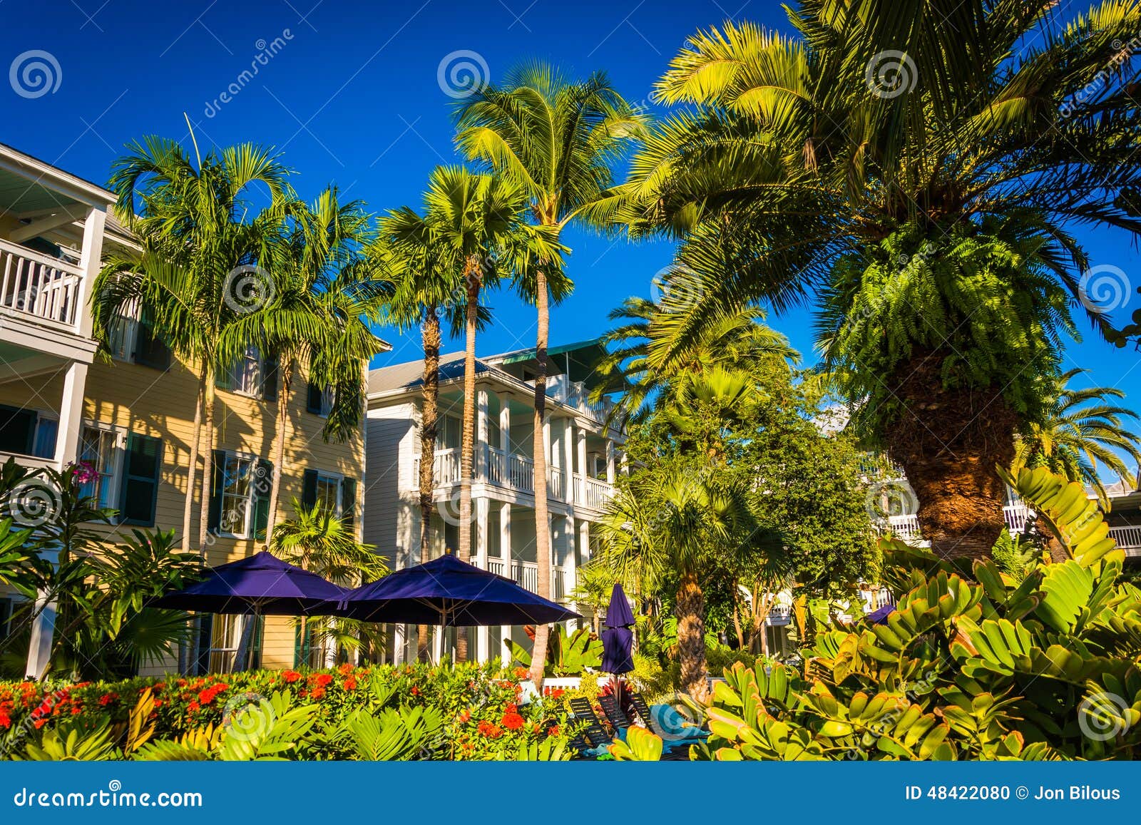 Palm Trees and Buildings in Key West, Florida. Stock Photo - Image of ...
