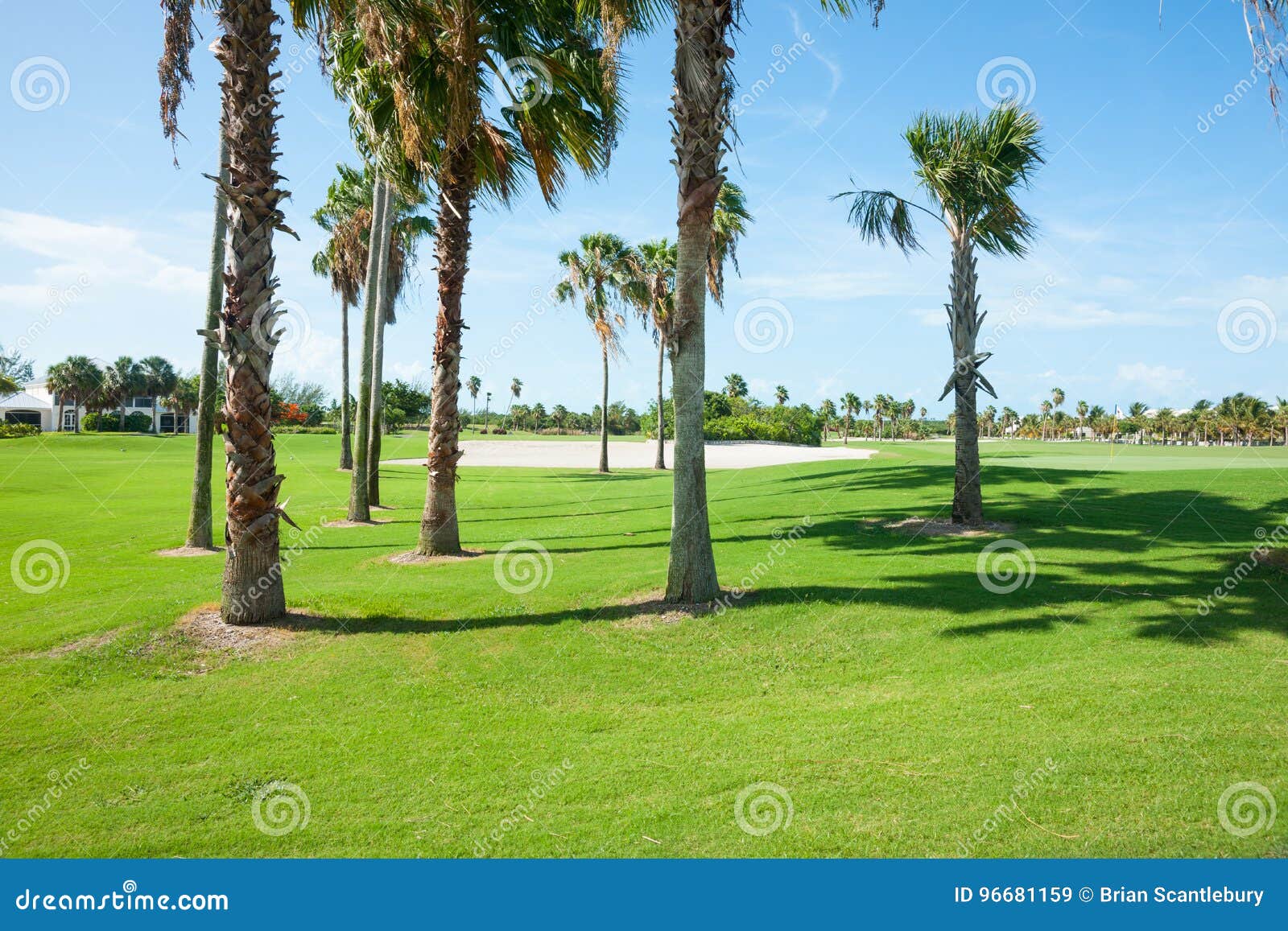 Palm Trees Cast Shadow Over Golf Course Fairway Stock Image - Image of ...