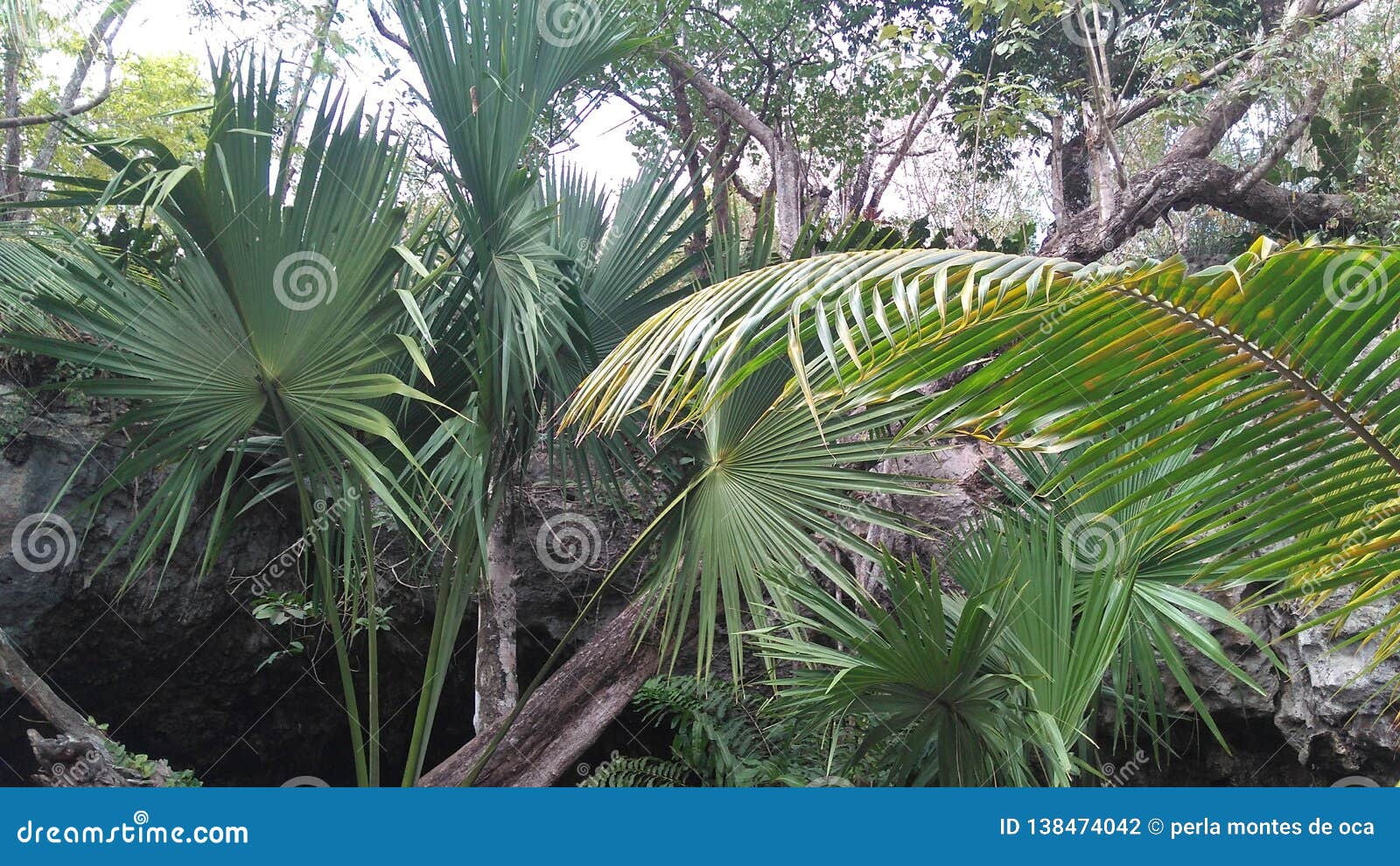 Palm Trees in Cave in Mexico Tulum Stock Photo - Image of palm, trees ...