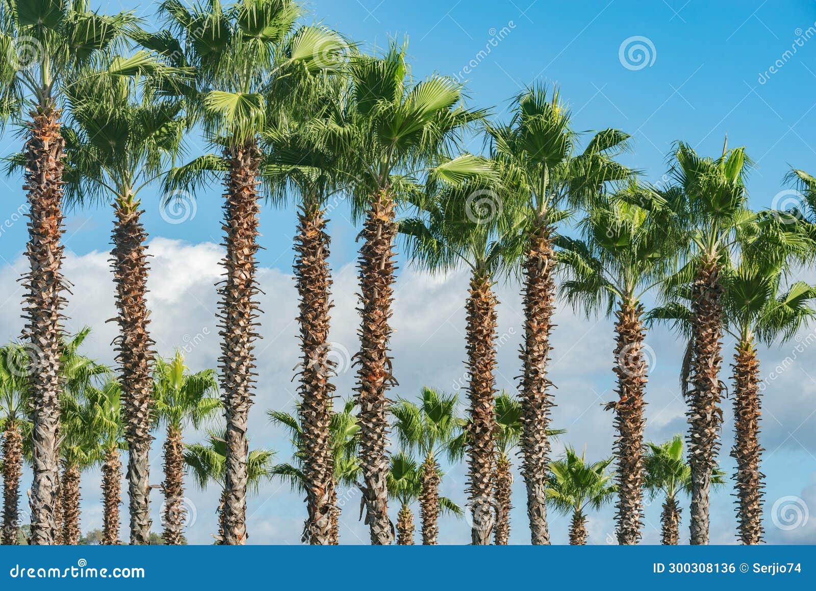 Palm Trees in the City Park Stock Photo - Image of branch, garden ...