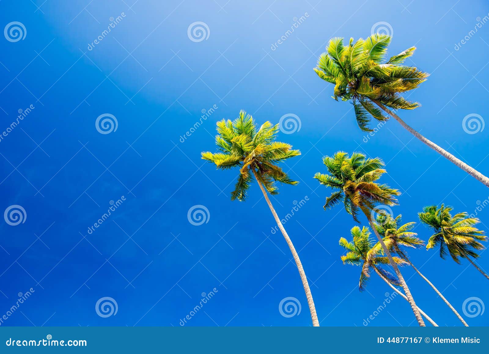 Palm Trees on Clear Blue Summer Sky Stock Image - Image of blue, nature ...