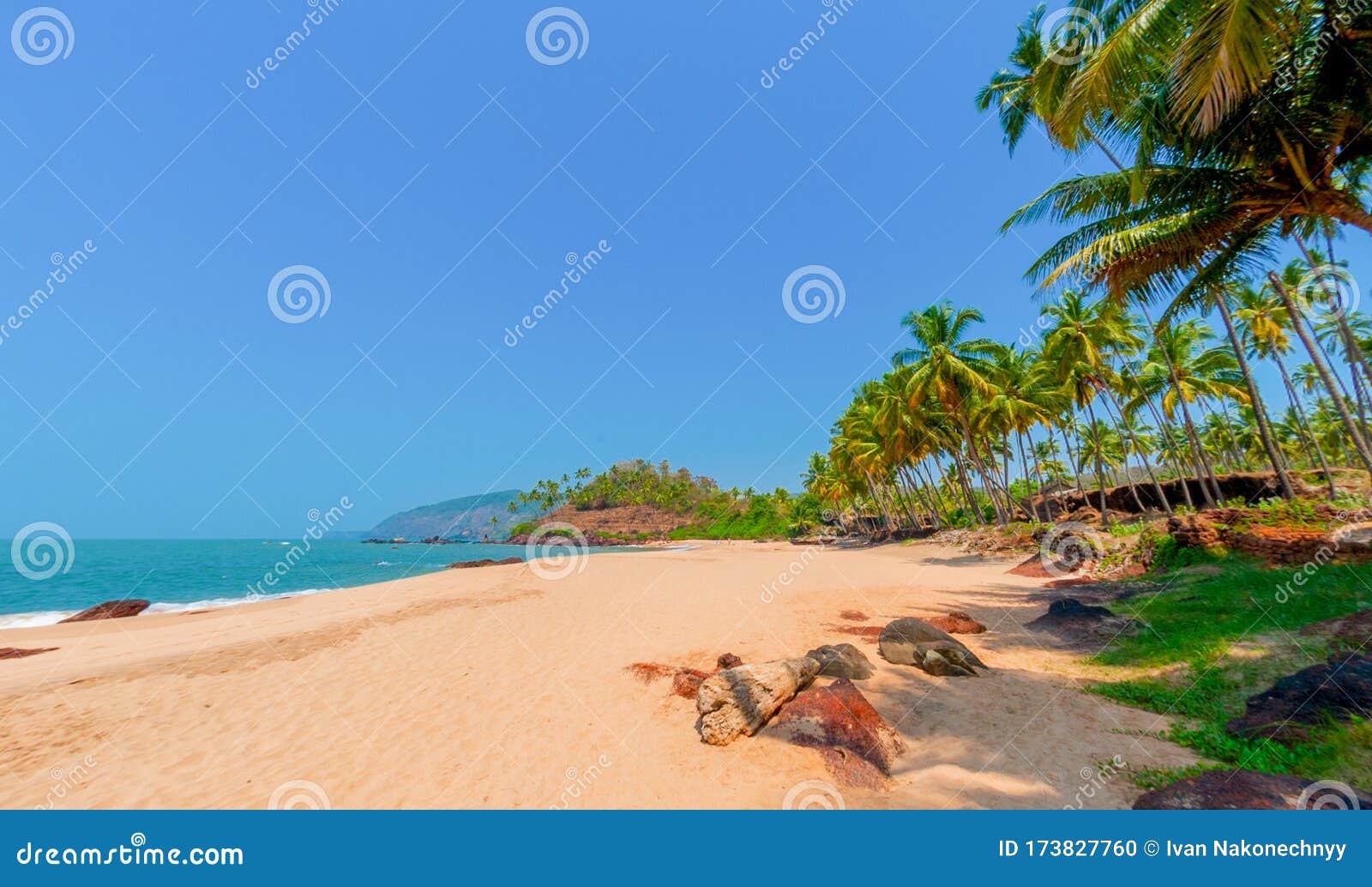 Palm Trees on the Coast of the Sea. Goa Stock Photo - Image of ...
